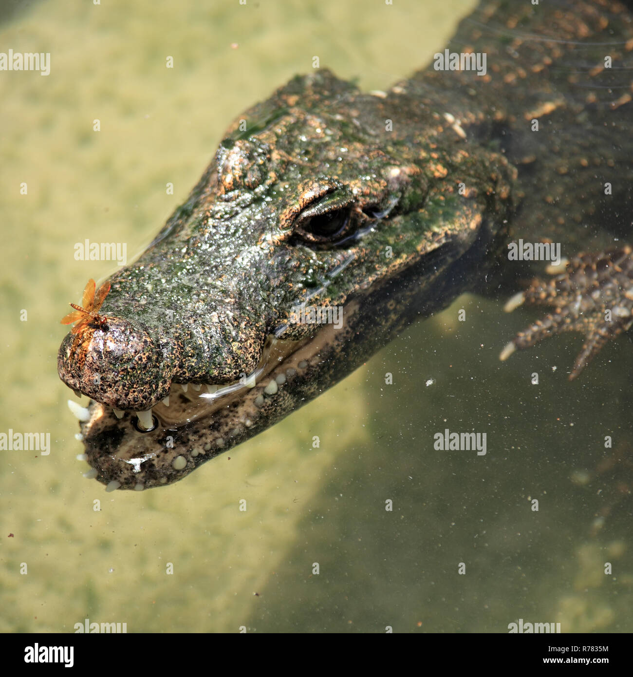 Alligator floating on water Stock Photo - Alamy