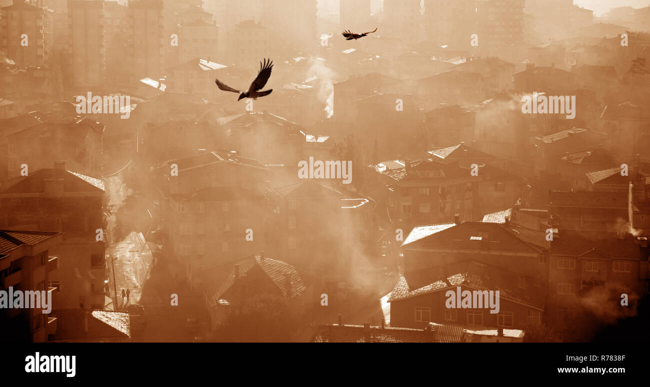 Unhealthy bird perspective hi-res stock photography and images - Alamy