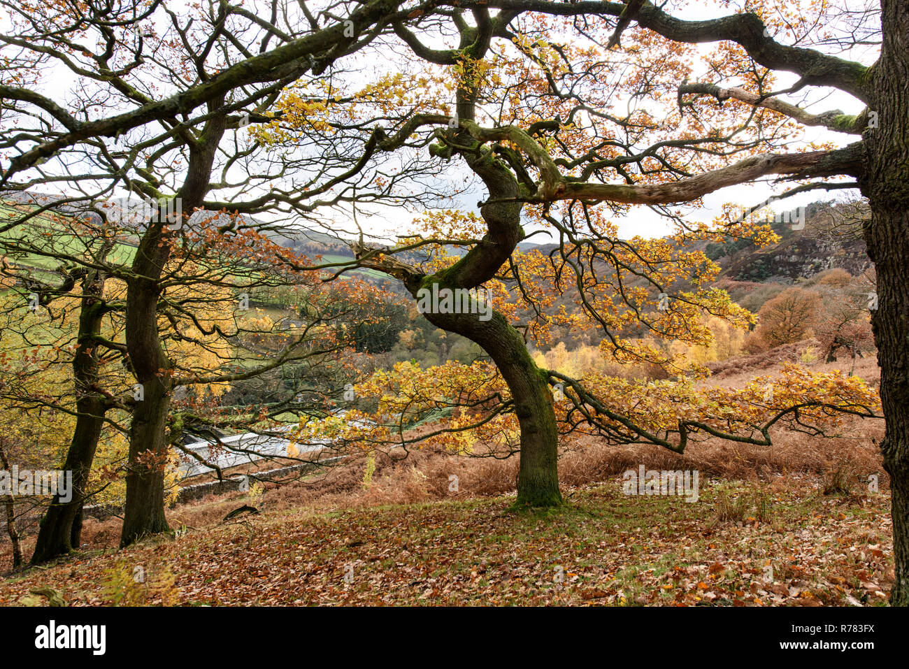 Twisted oak tree in autumn leaves hi-res stock photography and images ...
