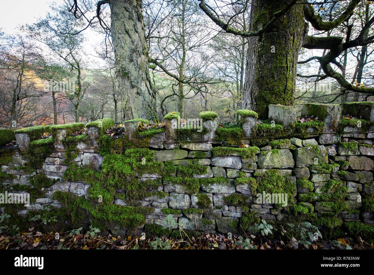 Dry Stone wall in the Peak District, England Stock Photo - Alamy