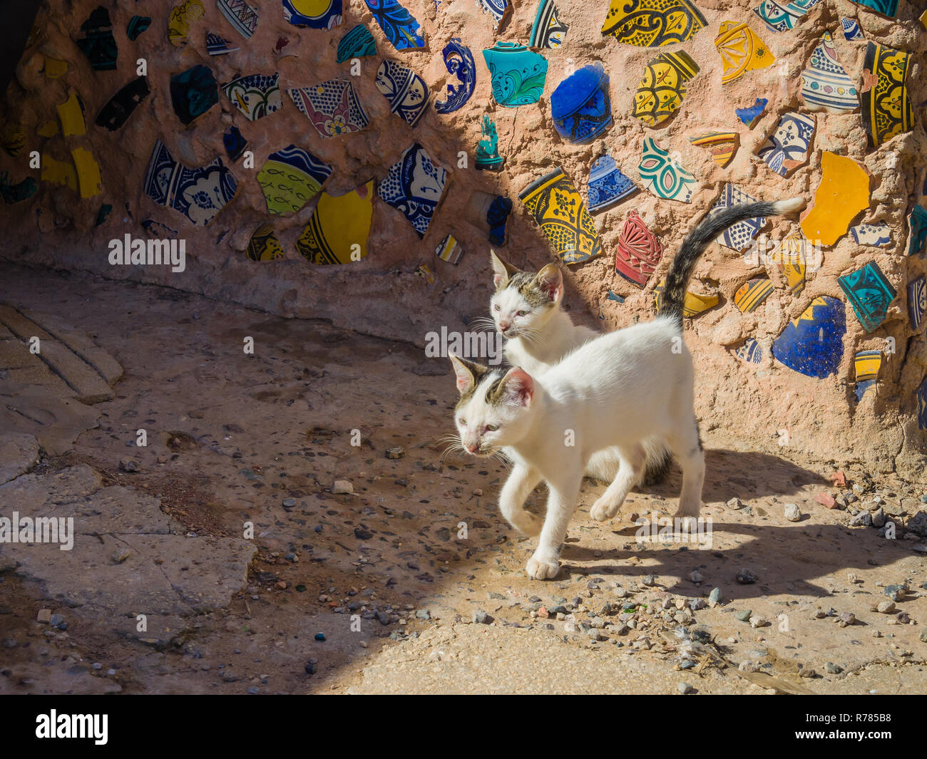 Cats in alleys of medina in Safi, Morocco Stock Photo - Alamy