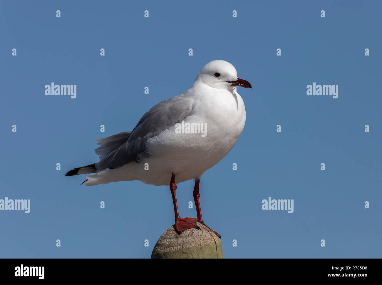 South african gull hi-res stock photography and images - Alamy