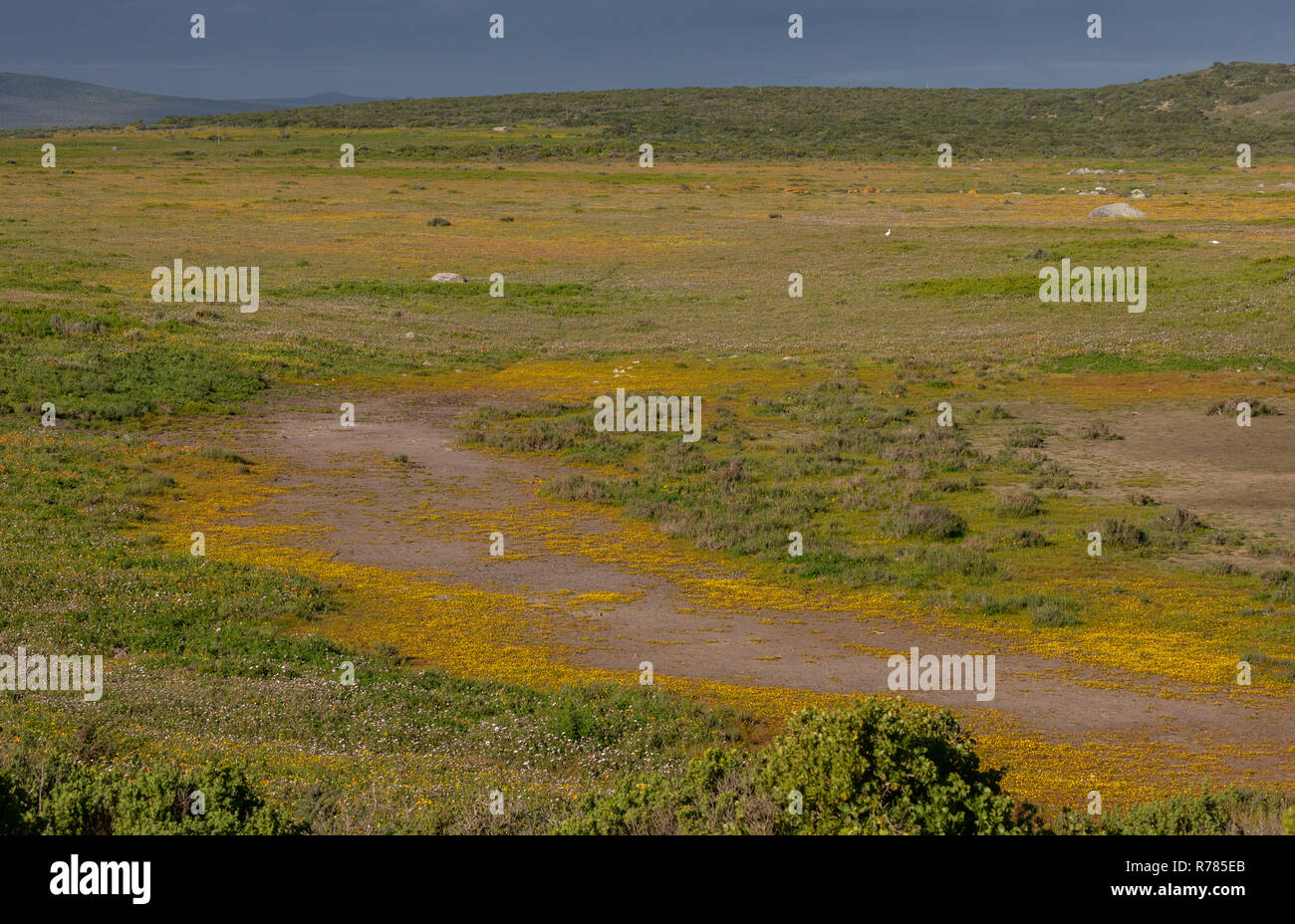 South africa west coast national park hi-res stock photography and ...