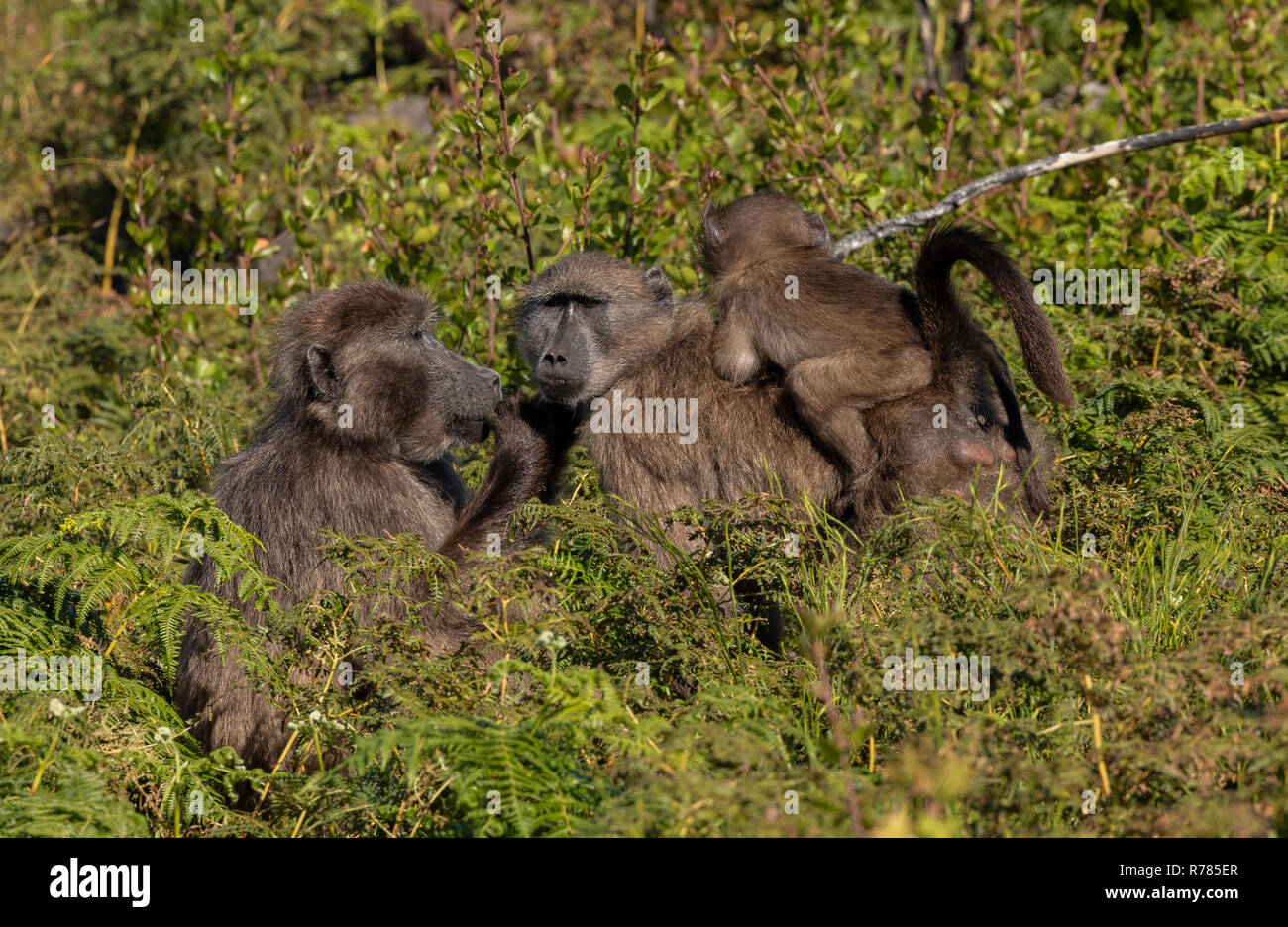 Baboon group free hi-res stock photography and images - Alamy