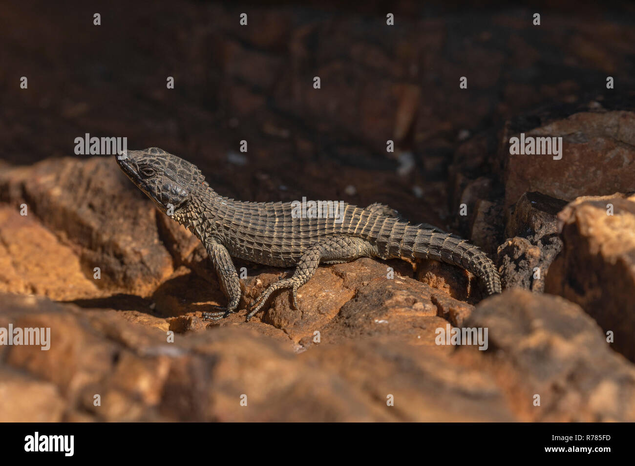 Black Girdled Lizard, Cordylus niger, basking on sandstone, Cape Point ...