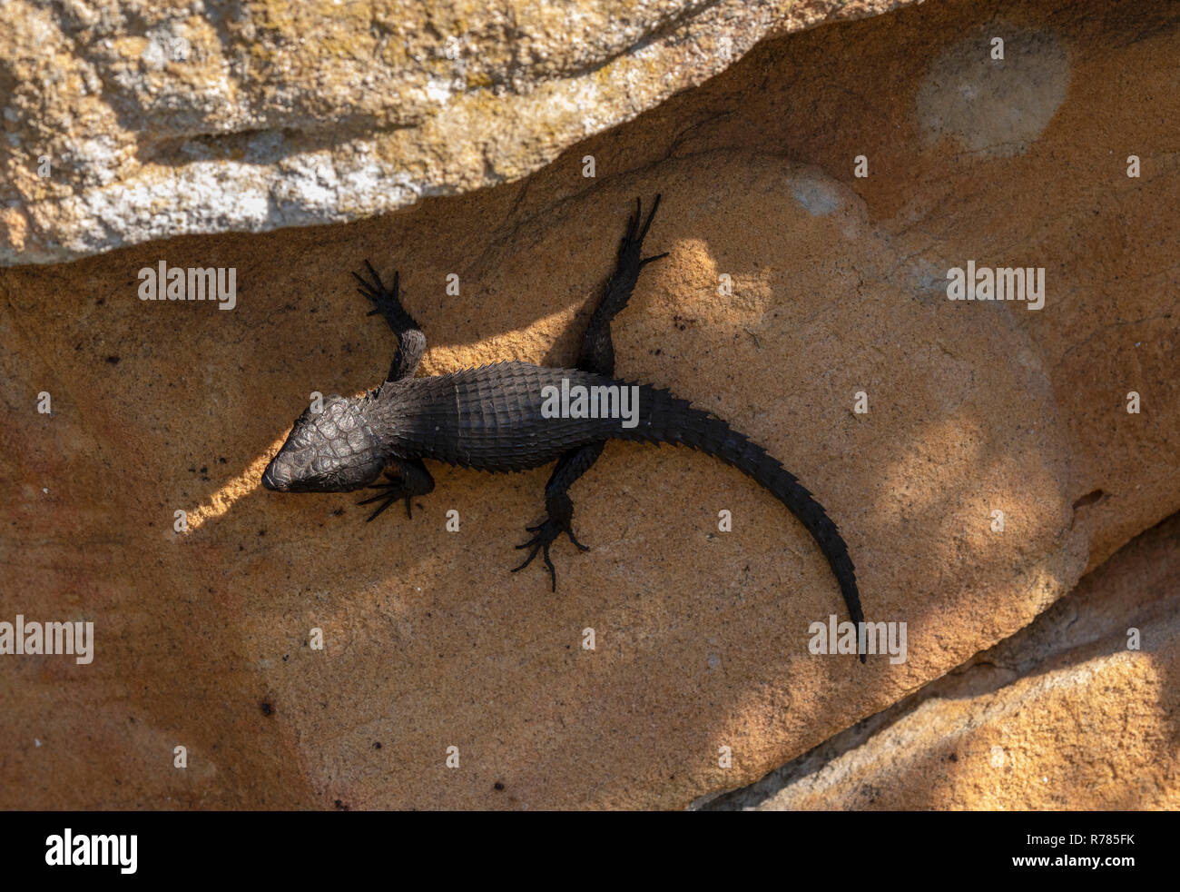 Black Girdled Lizard, Cordylus niger, basking on sandstone, Cape Point ...