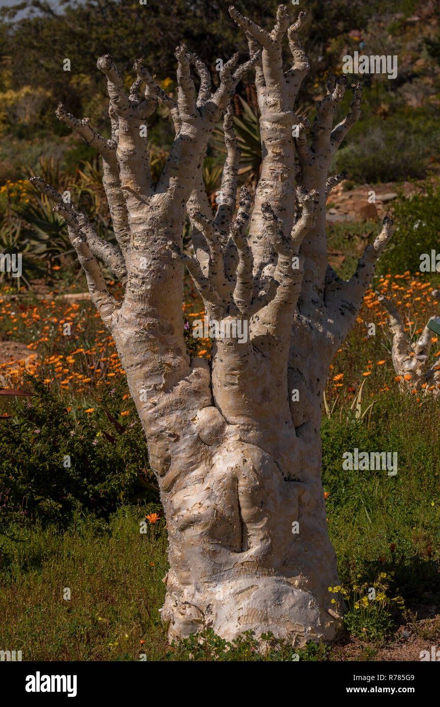 Wild Grape, Cyphostemma juttae, in winter, showing its caudex, at the ...
