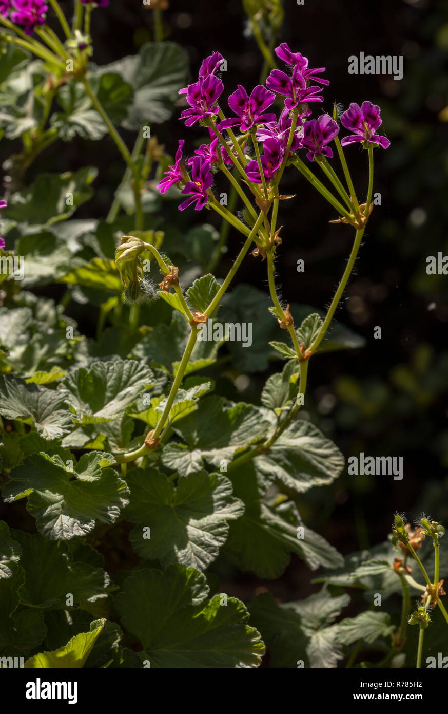 Magenta wildflowers hi-res stock photography and images - Alamy