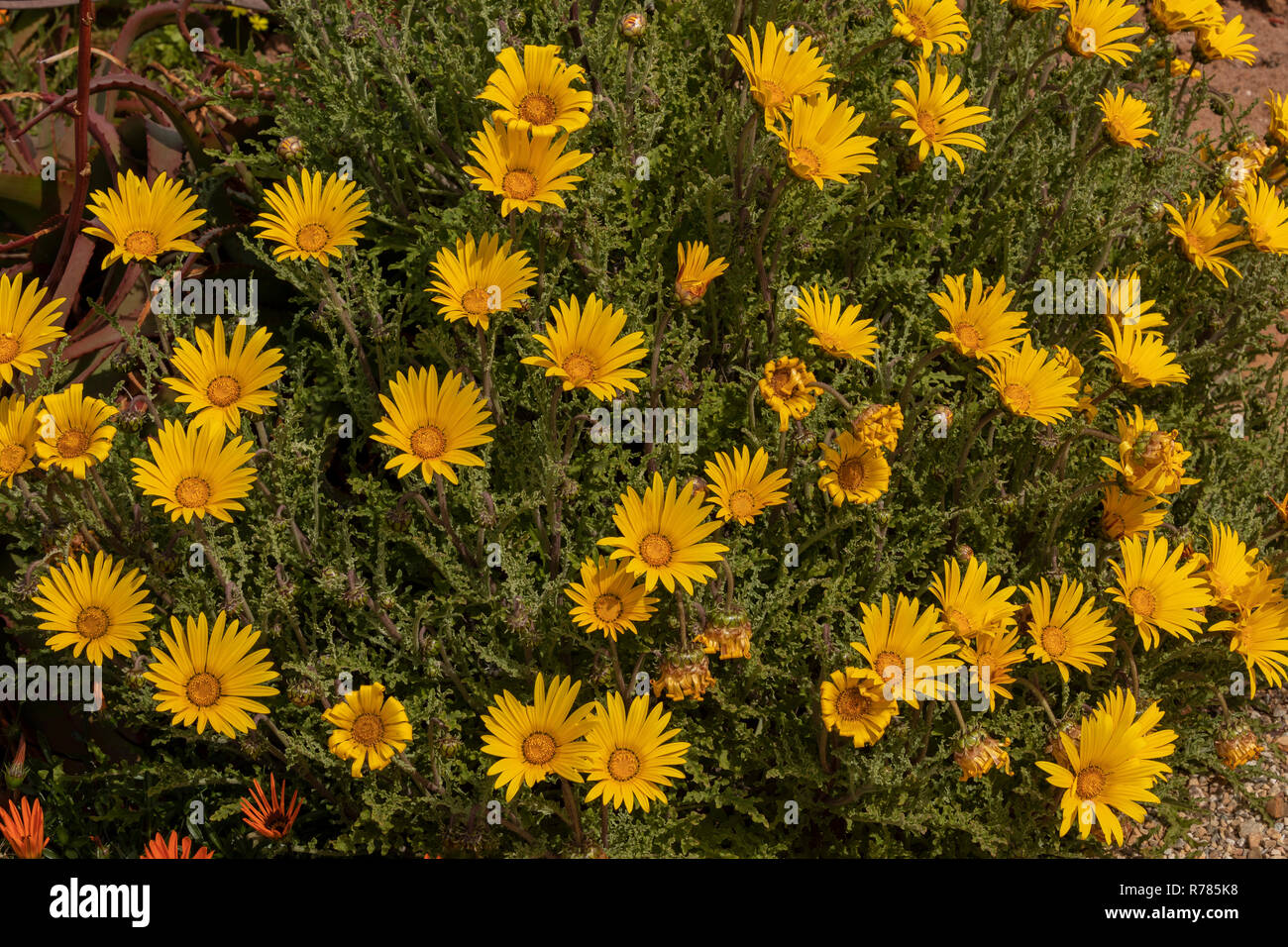 Botterblom hi-res stock photography and images - Alamy