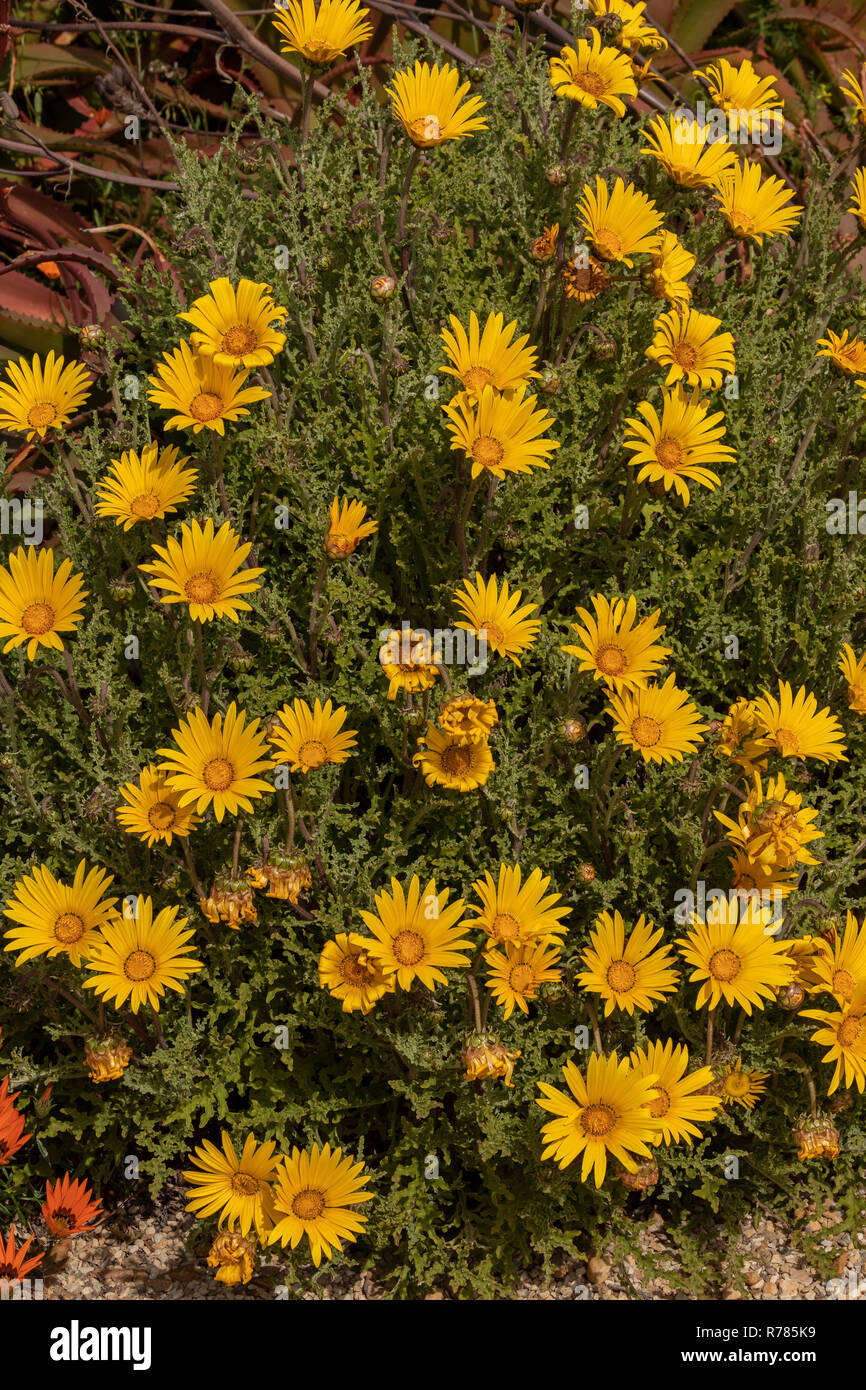 Botterblom hi-res stock photography and images - Alamy