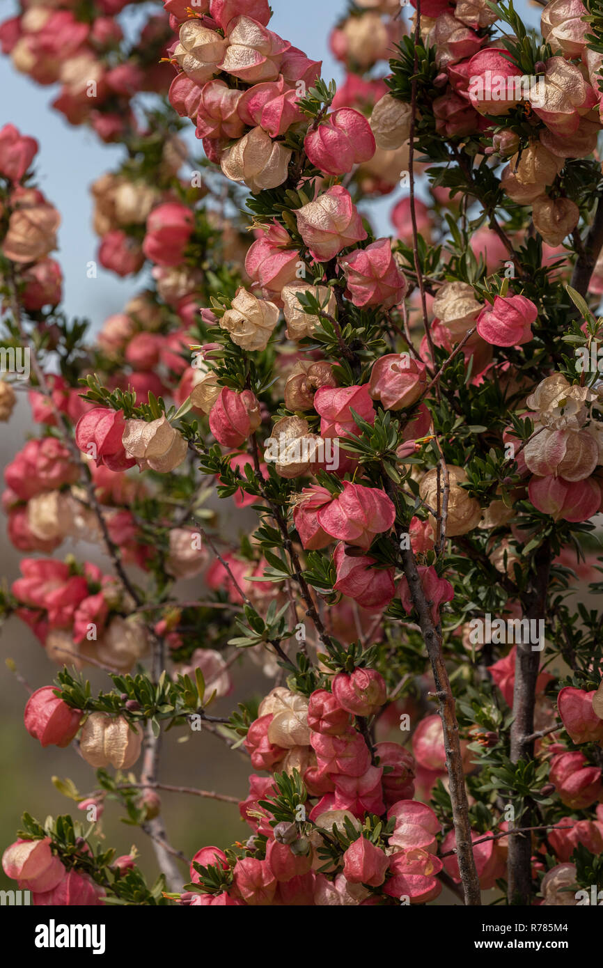 Chinese lantern tree hi-res stock photography and images - Alamy