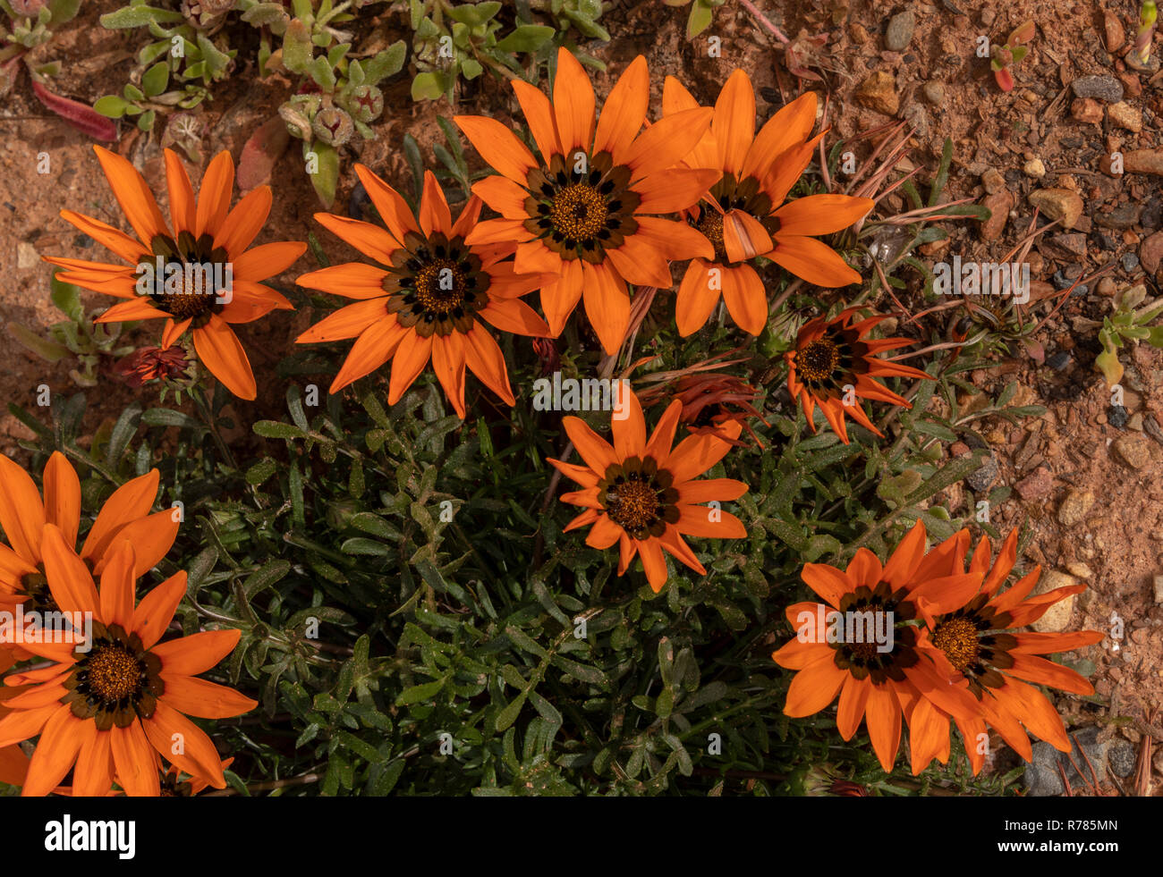 Terracotta gazania gazania krebsiana hi-res stock photography and ...