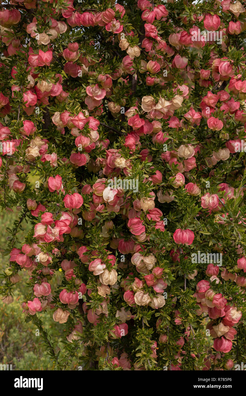 Chinese lantern tree, Nymania capensis in flower and fruit, Namaqualand ...