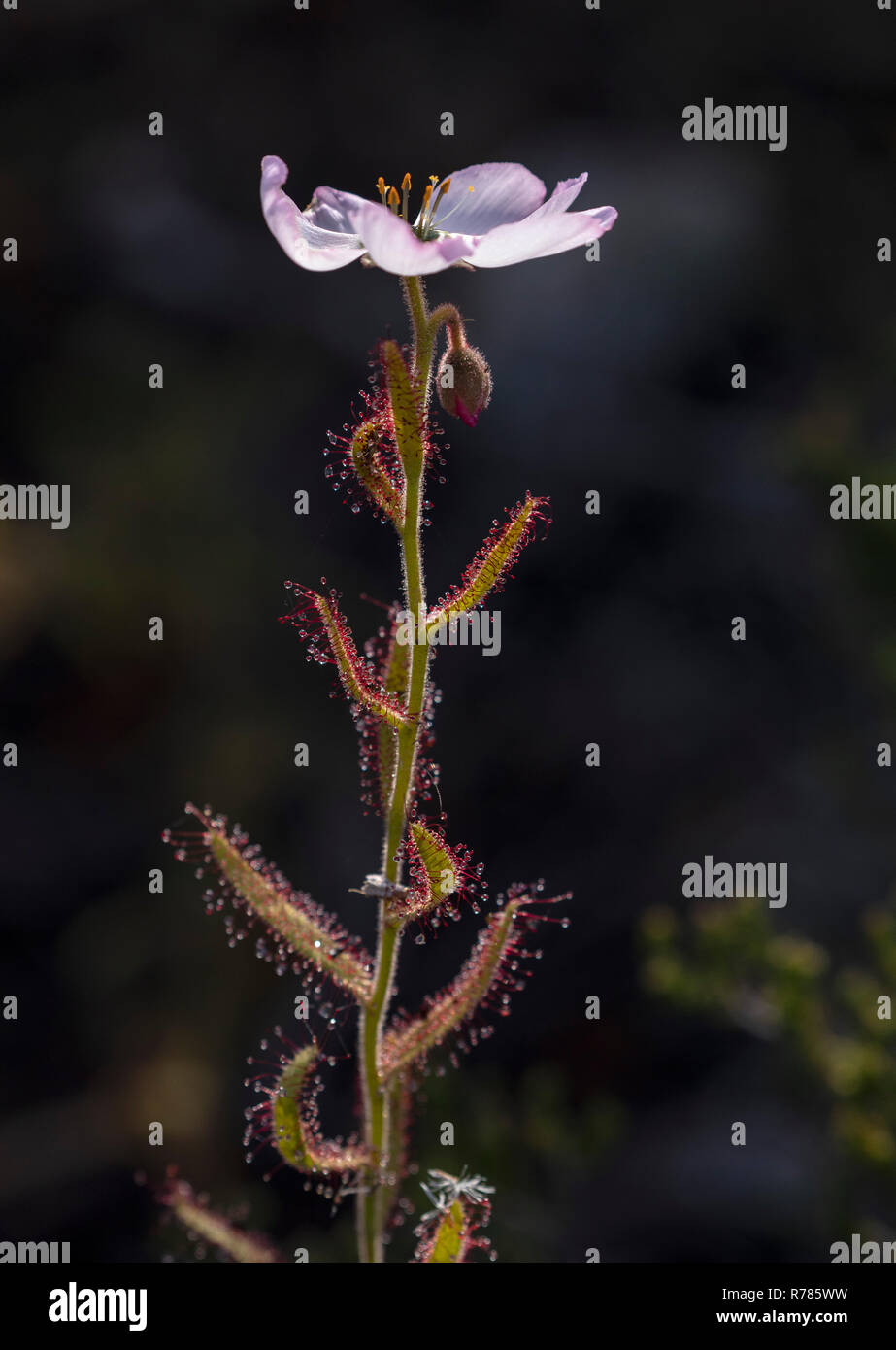 Rose flowered sundew hi-res stock photography and images - Alamy