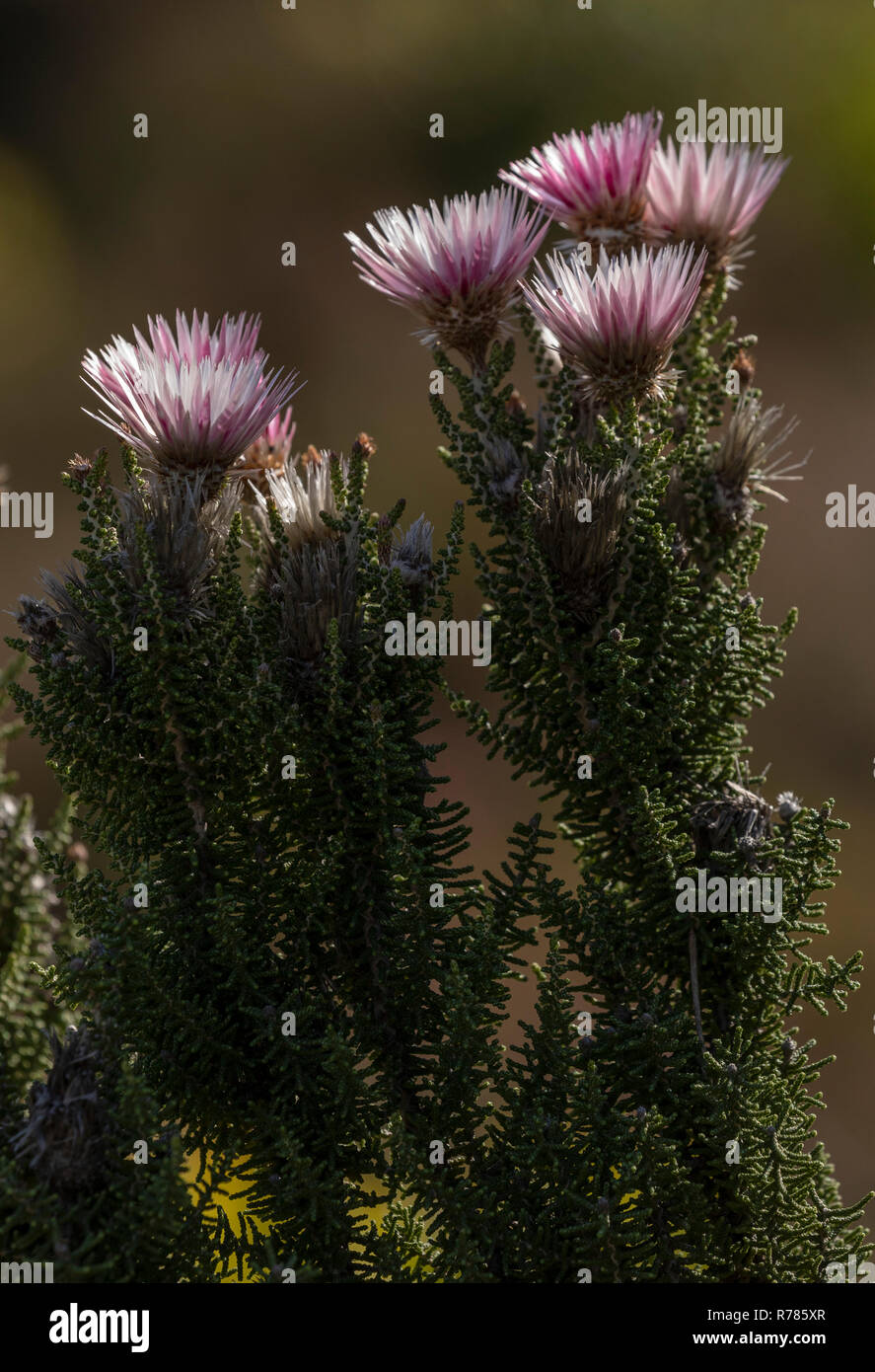 Strooiblommetjie hi-res stock photography and images - Alamy