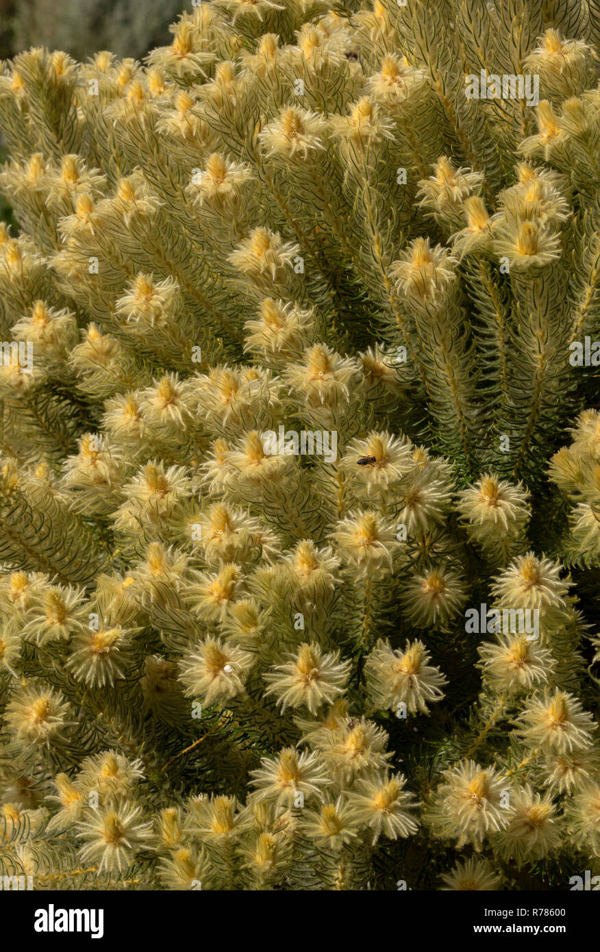 Syncarpha chlorochrysum hi-res stock photography and images - Alamy