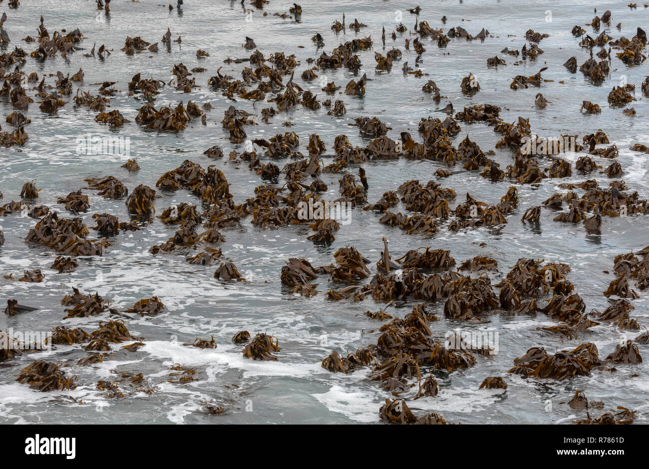 A giant kelp, Ecklonia maxima or sea bamboo, growing in abundance in ...