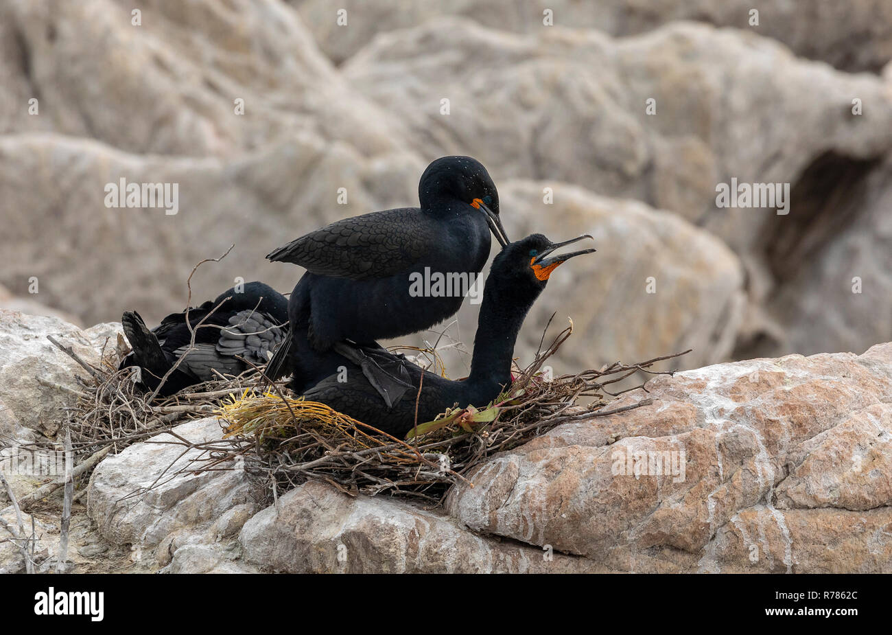 Birds mating hi-res stock photography and images - Alamy