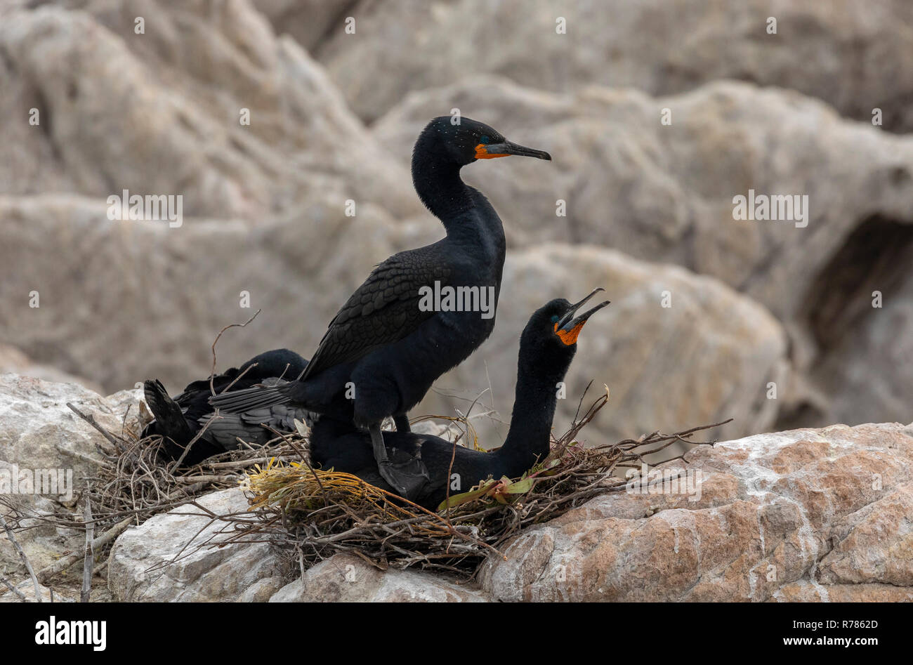 Birds Mating Stock Photos & Birds Mating Stock Images - Alamy