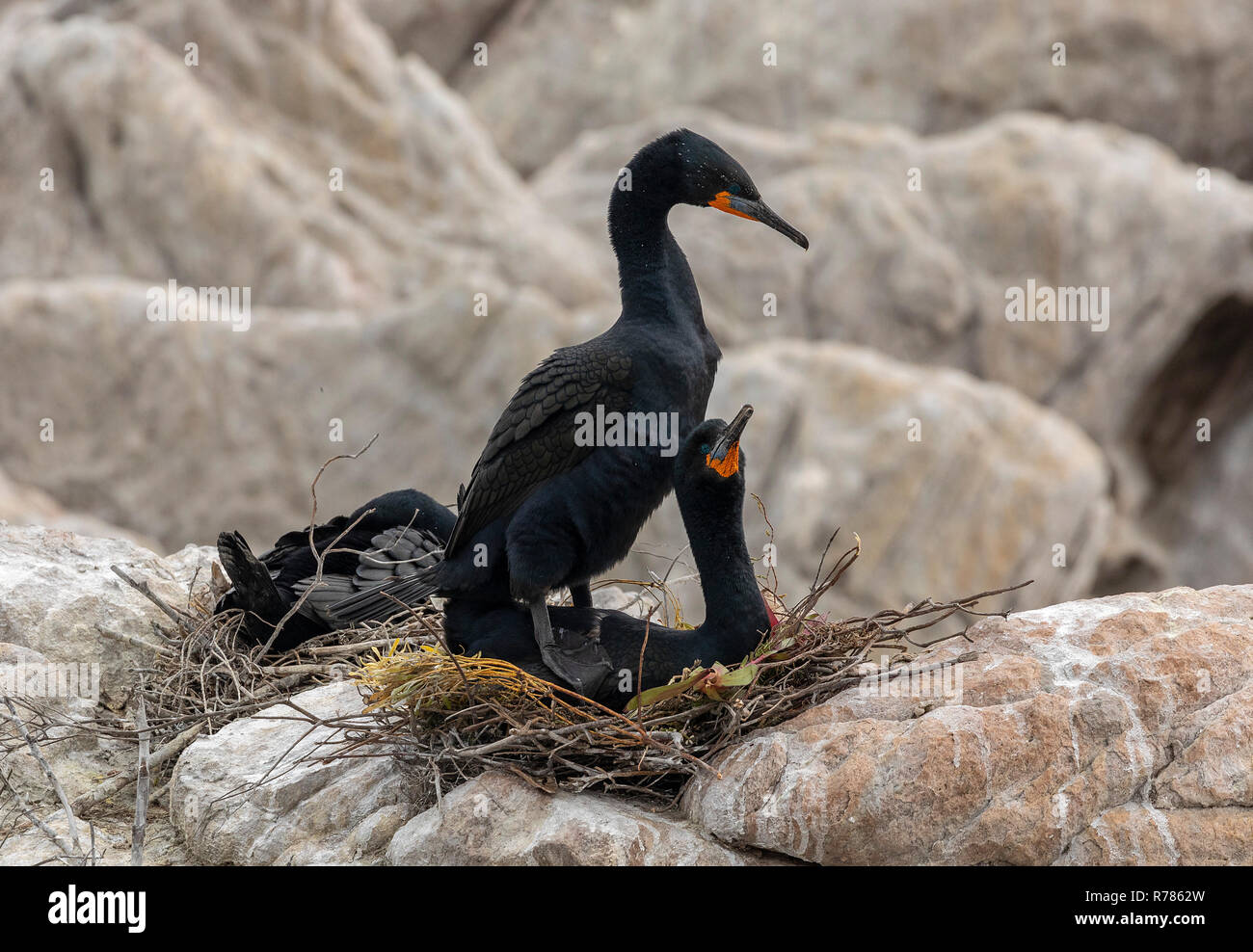 Birds mating hi-res stock photography and images - Alamy