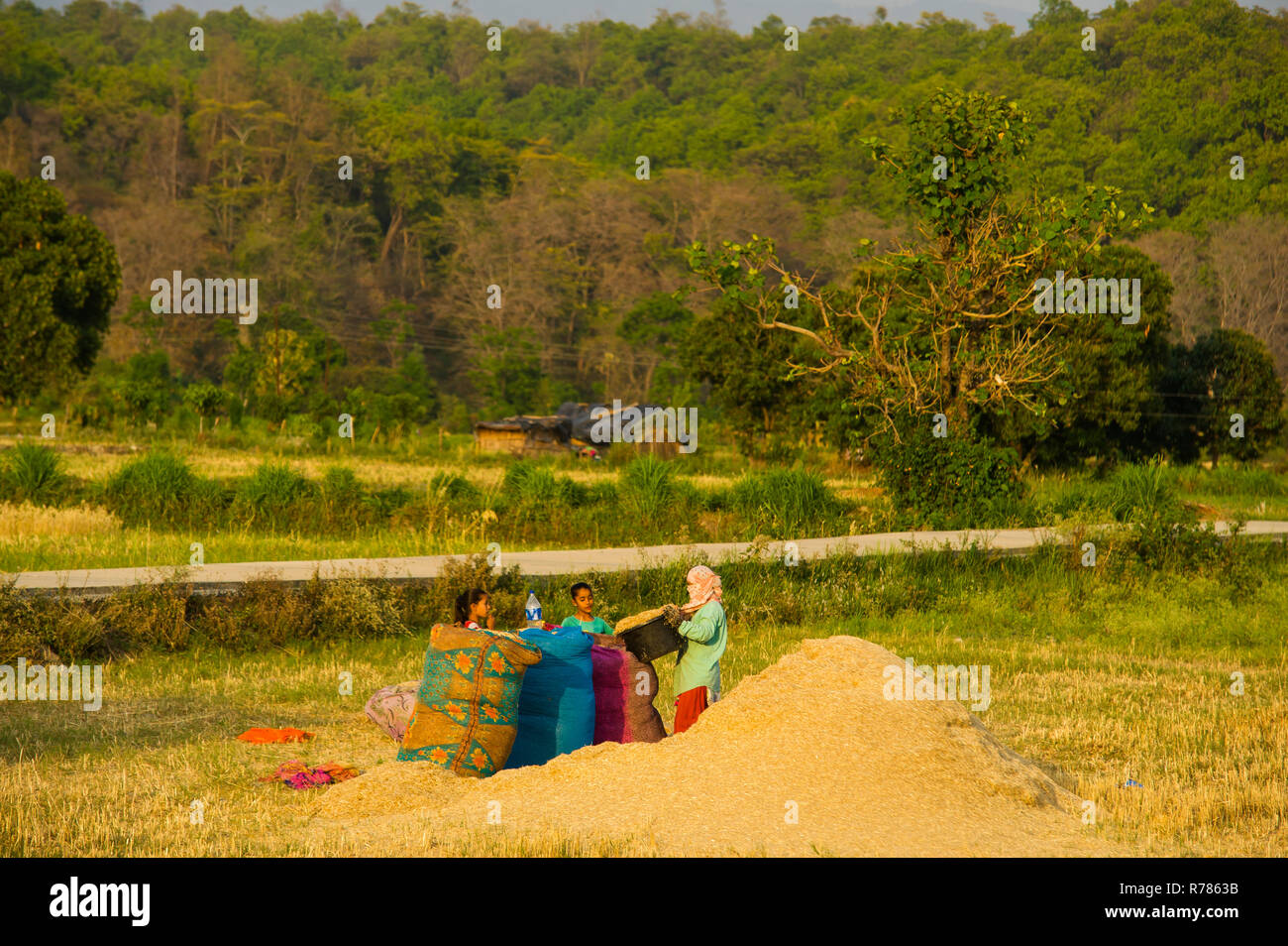 Indian people working on the field at Pawalgarh, Uttarakhand, India ...