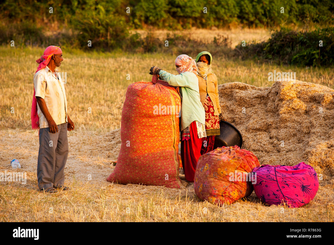 Indian people working on the field at Pawalgarh, Uttarakhand, India ...