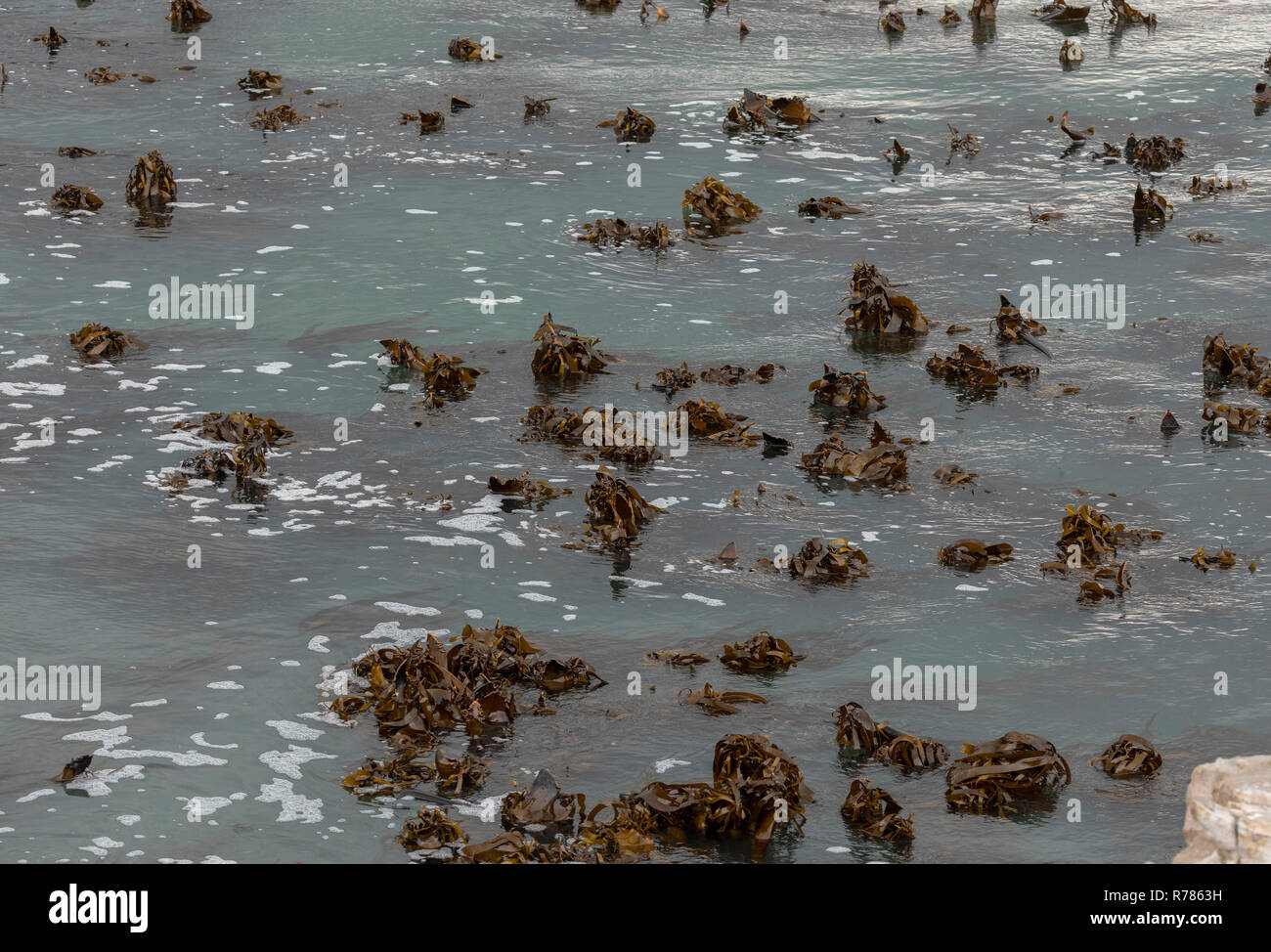 A giant kelp, Ecklonia maxima or sea bamboo, growing in abundance in ...