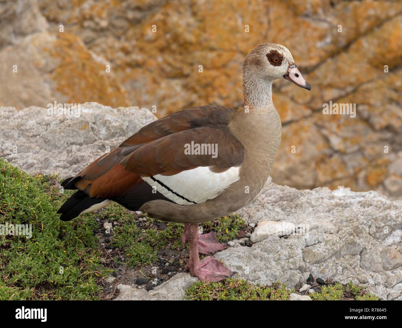 Egyptian Goose, Alopochen aegyptiaca, in native habitat at Betty's bay ...
