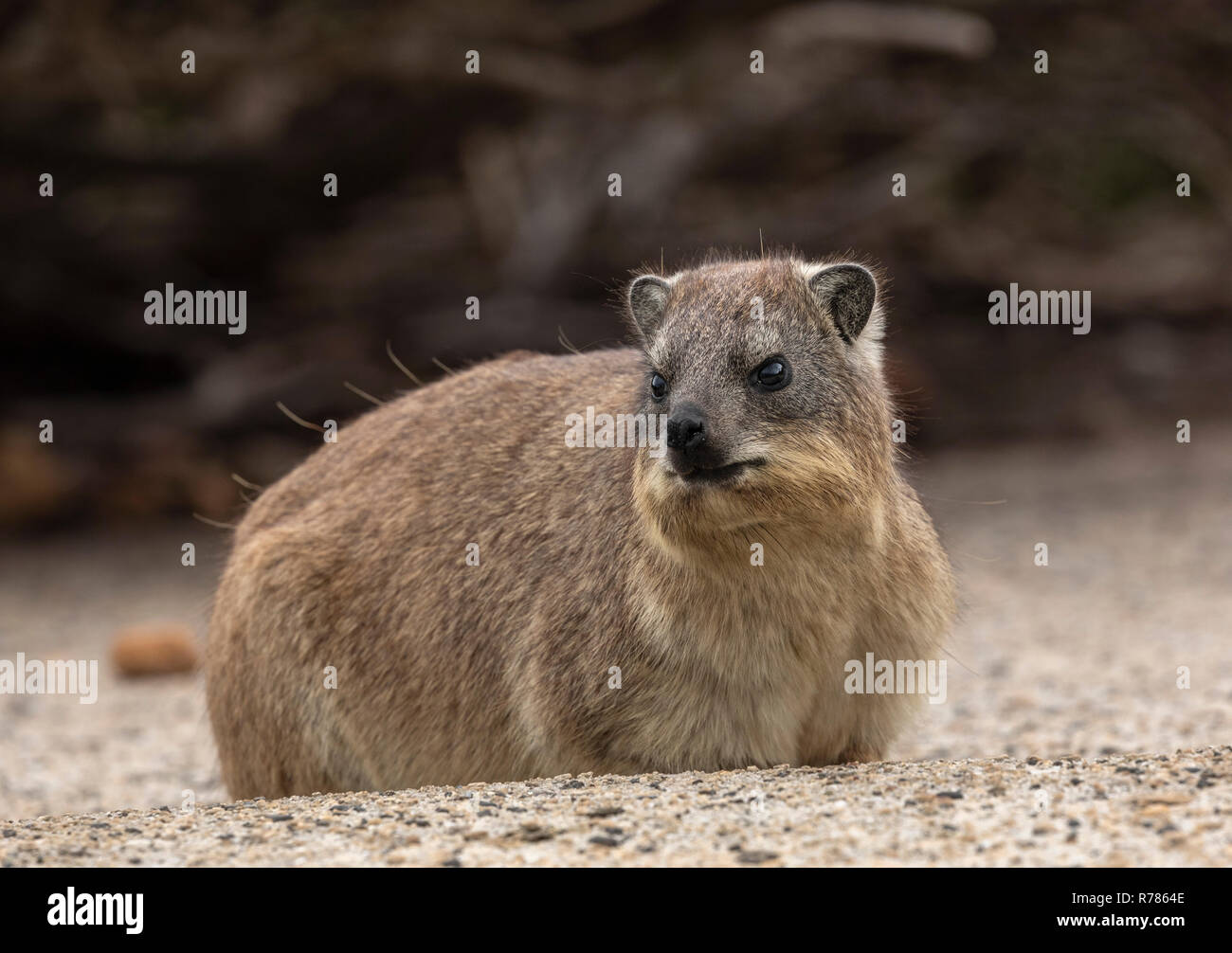 Rock Hyrax, Procavia capensis, on coastal rocks at Hermanus, Western ...