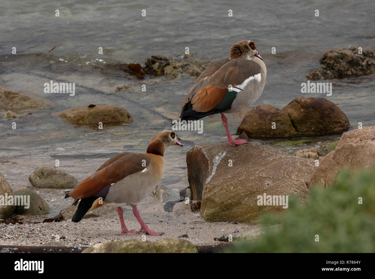 African goose bird hi-res stock photography and images - Alamy