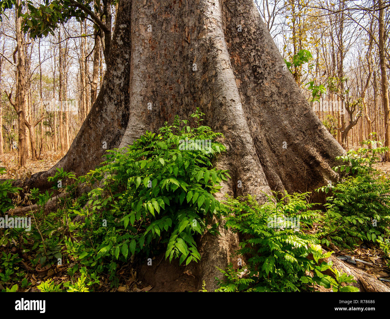 Old indian tree hi-res stock photography and images - Alamy
