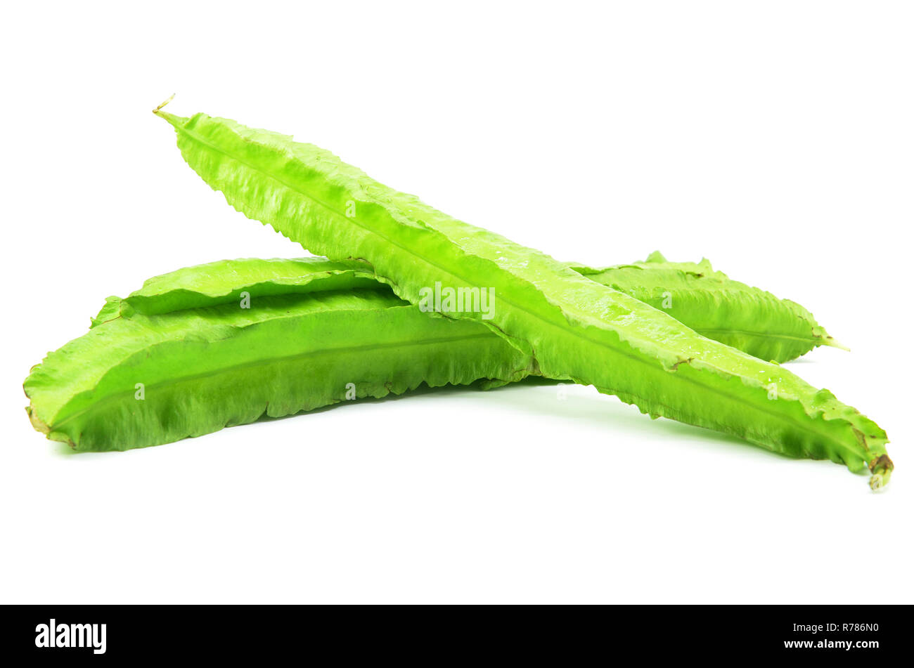 Four winged seed pods hi-res stock photography and images - Alamy
