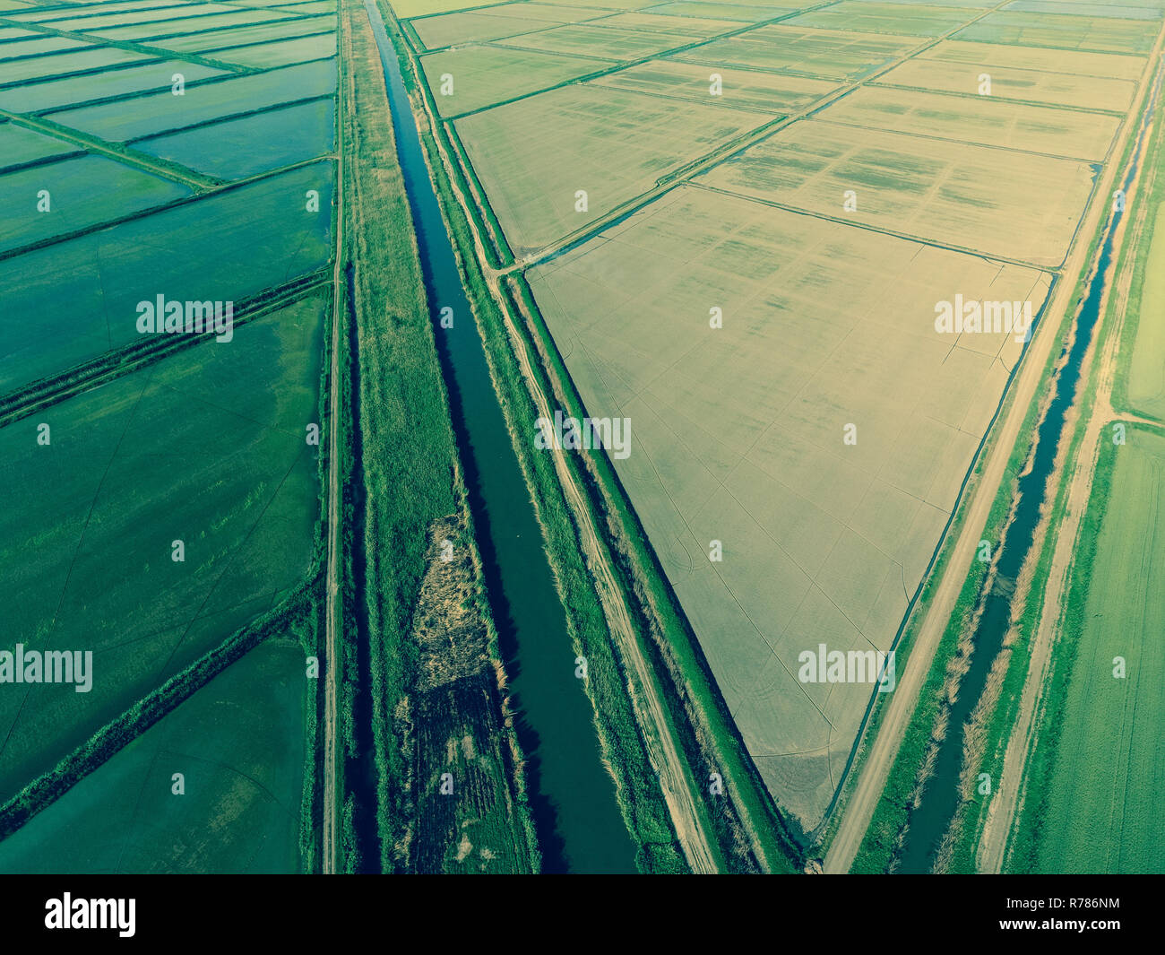 The rice fields are flooded with water. Flooded rice paddies. Agronomic ...