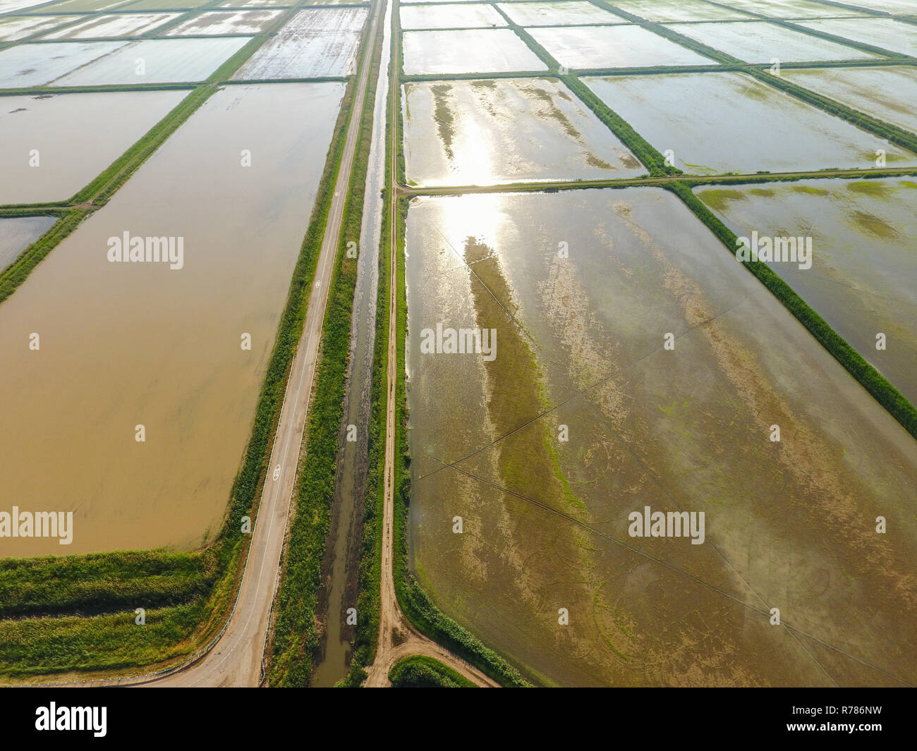 The rice fields are flooded with water. Flooded rice paddies. Agronomic ...