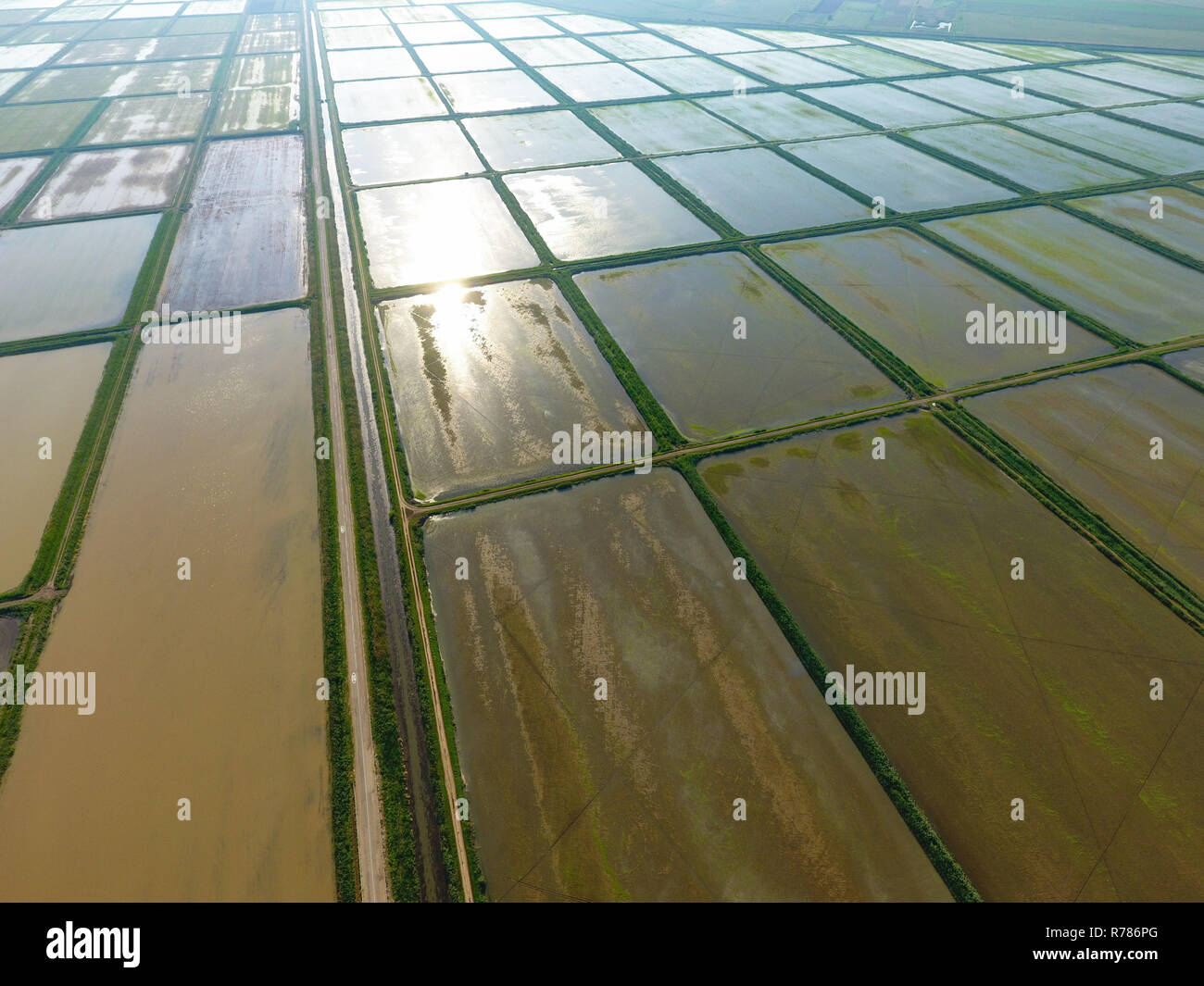 The rice fields are flooded with water. Flooded rice paddies. Agronomic ...
