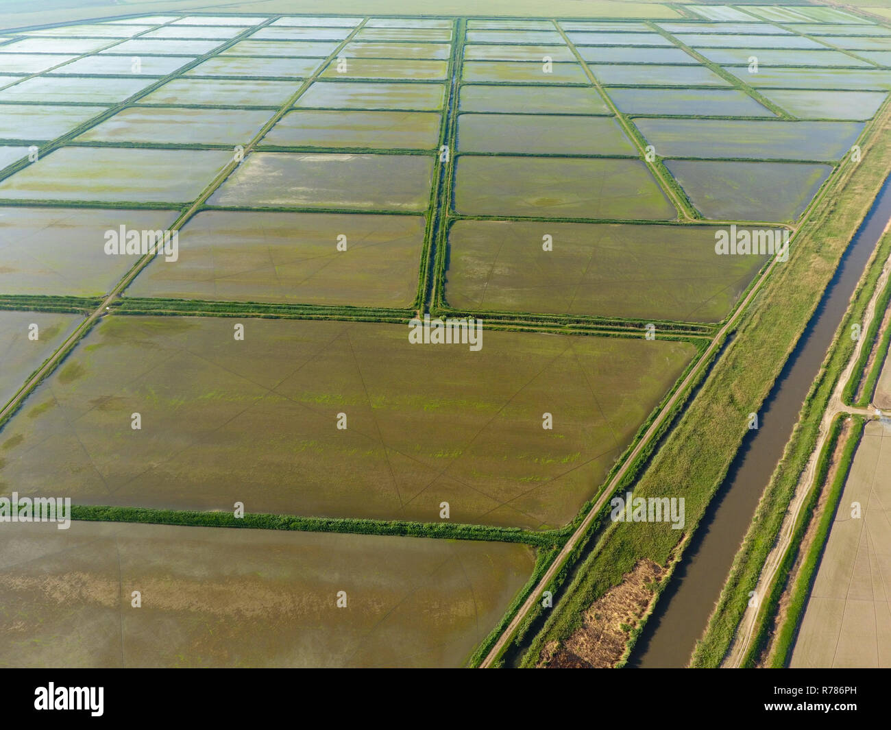 The rice fields are flooded with water. Flooded rice paddies. Agronomic ...