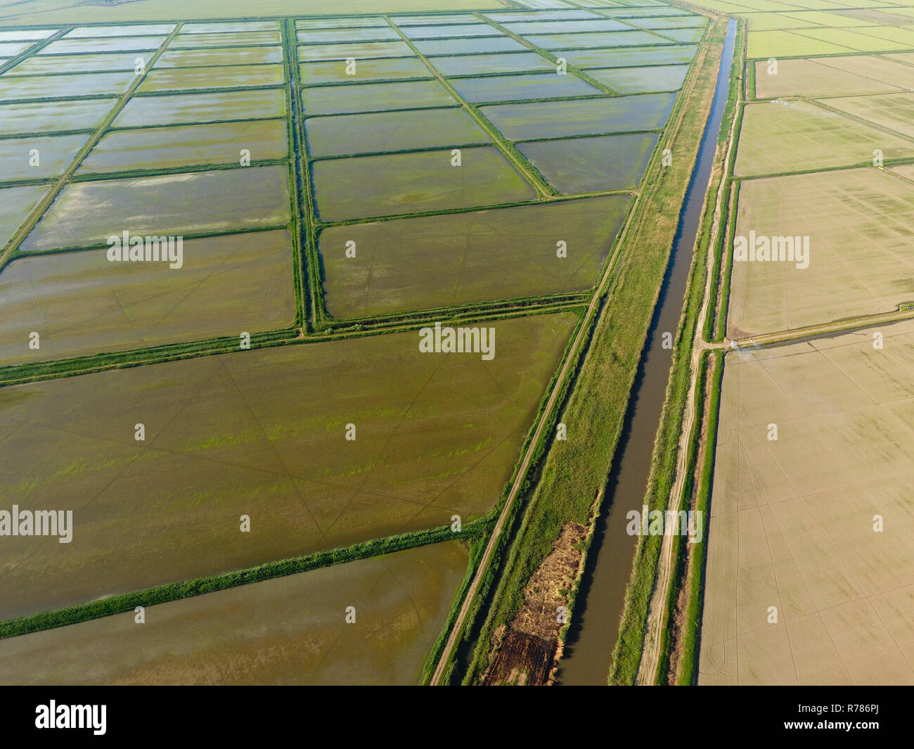 The rice fields are flooded with water. Flooded rice paddies. Agronomic ...