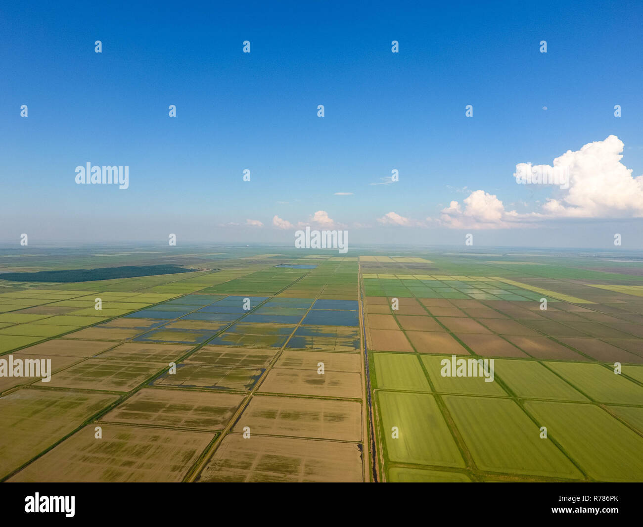 The rice fields are flooded with water. Flooded rice paddies. Agronomic ...