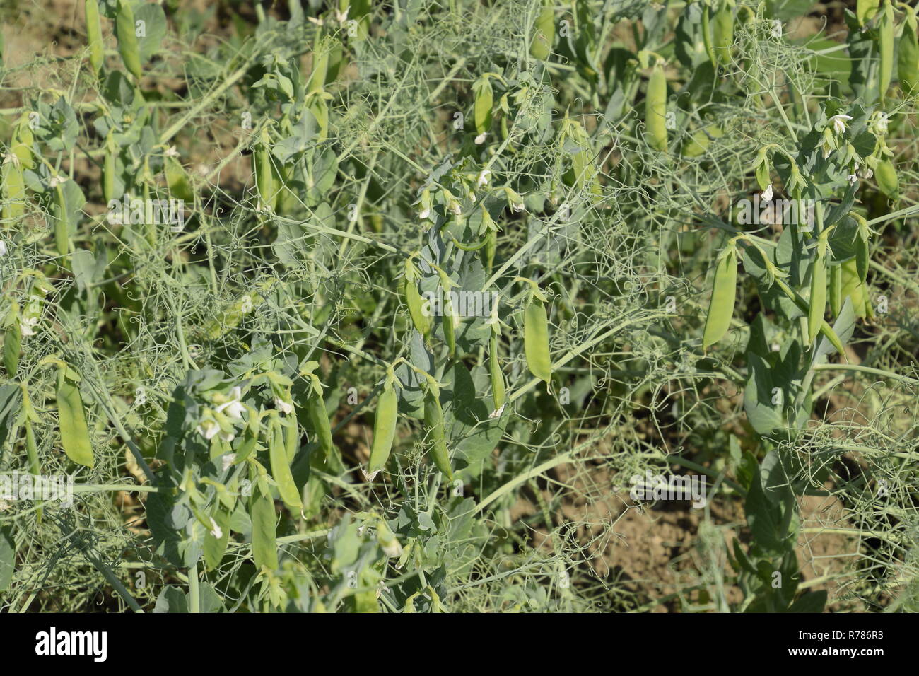Green peas in the field. Growing peas in the field. Stems and pods of ...