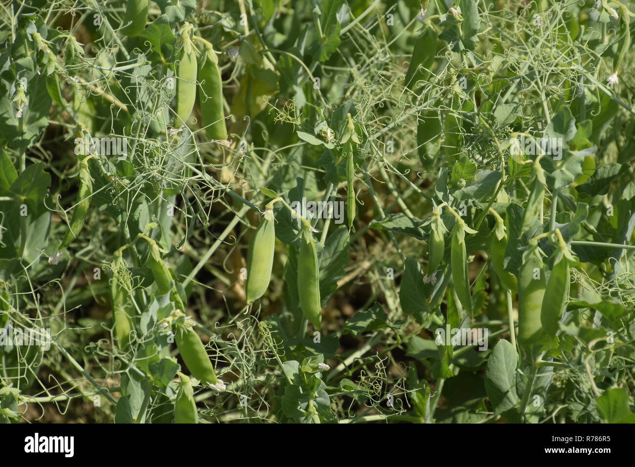 Green peas in the field. Growing peas in the field. Stems and pods of ...