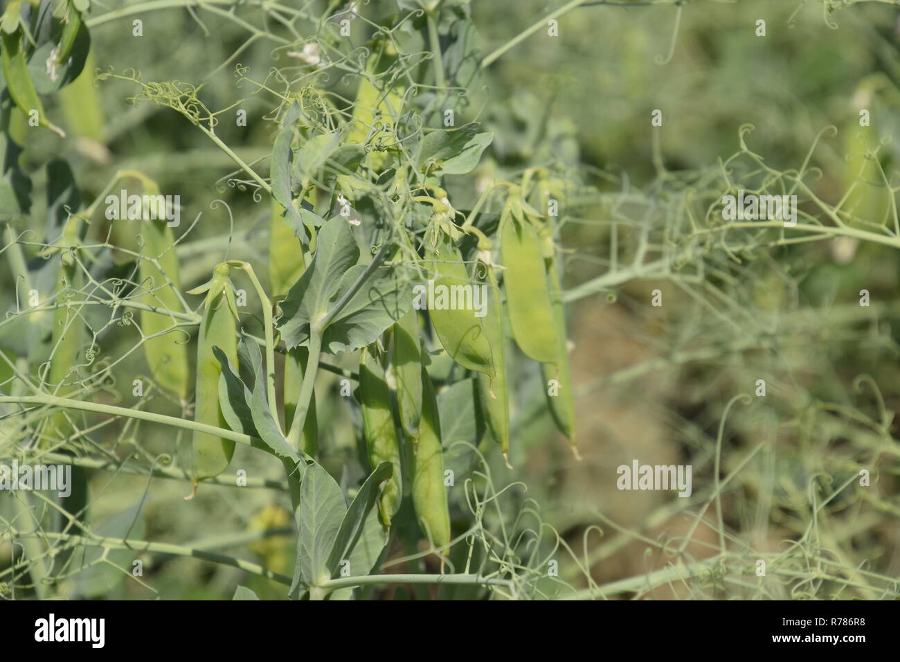 Green peas in the field. Growing peas in the field. Stems and pods of ...
