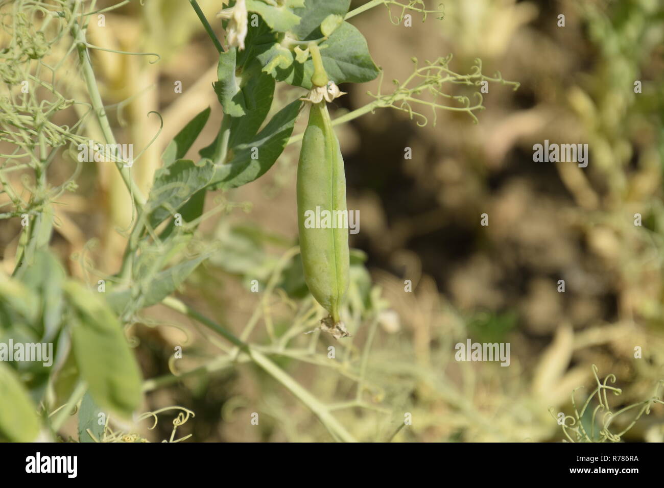 Green peas in the field. Growing peas in the field. Stems and pods of ...