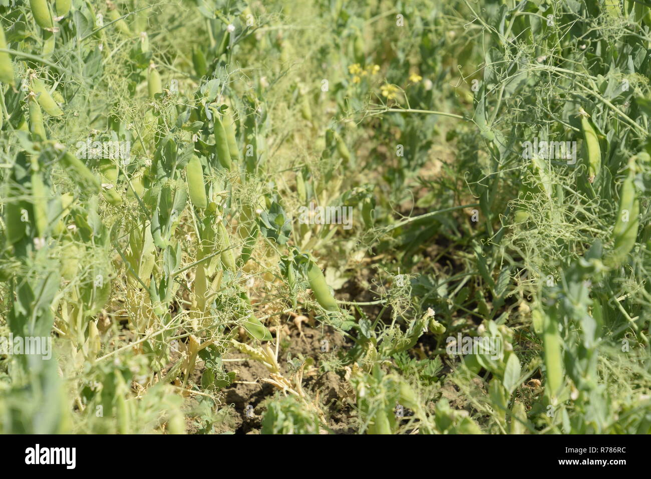 Green peas in the field. Growing peas in the field. Stems and pods of ...