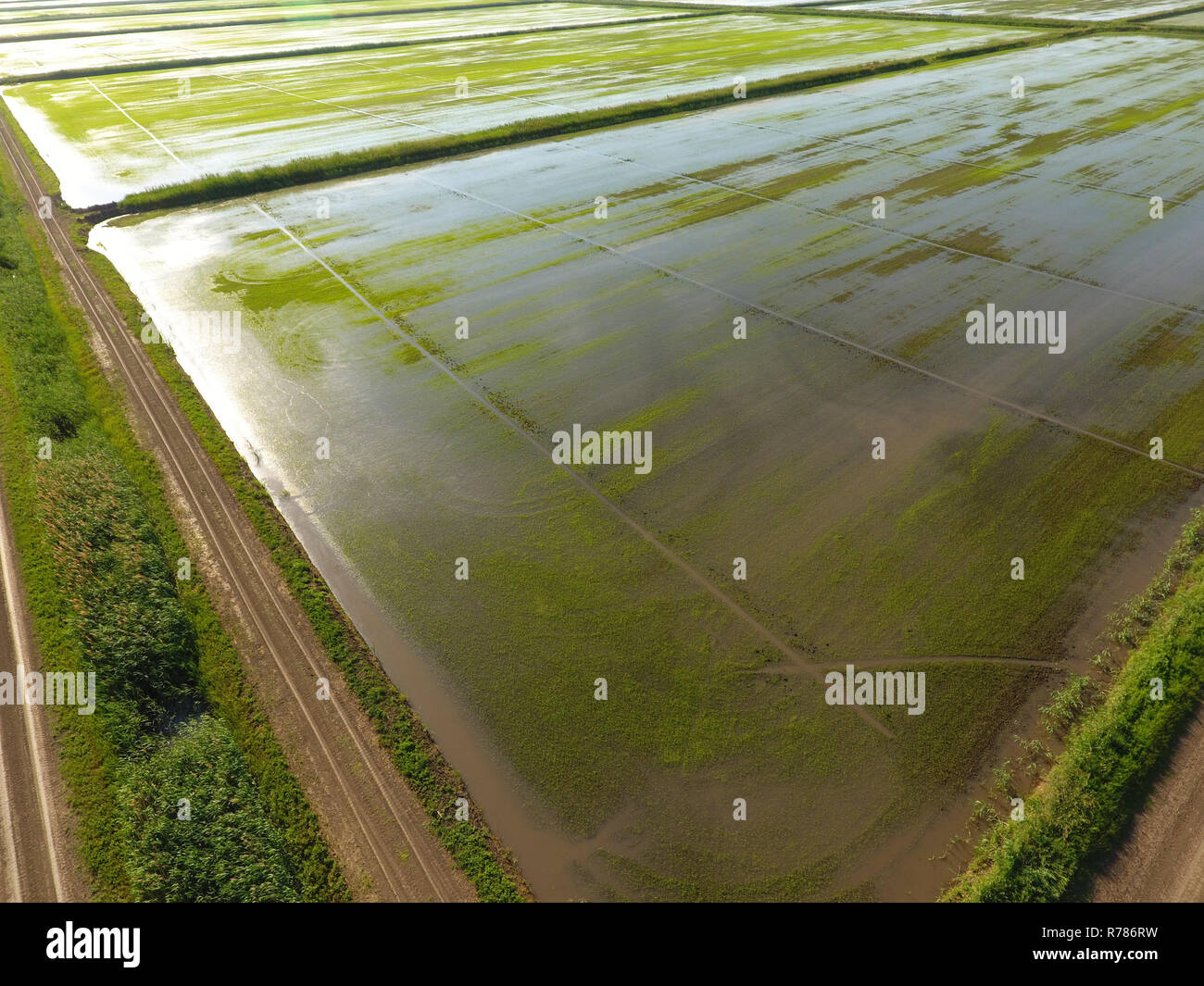 The rice fields are flooded with water. Flooded rice paddies. Agronomic ...