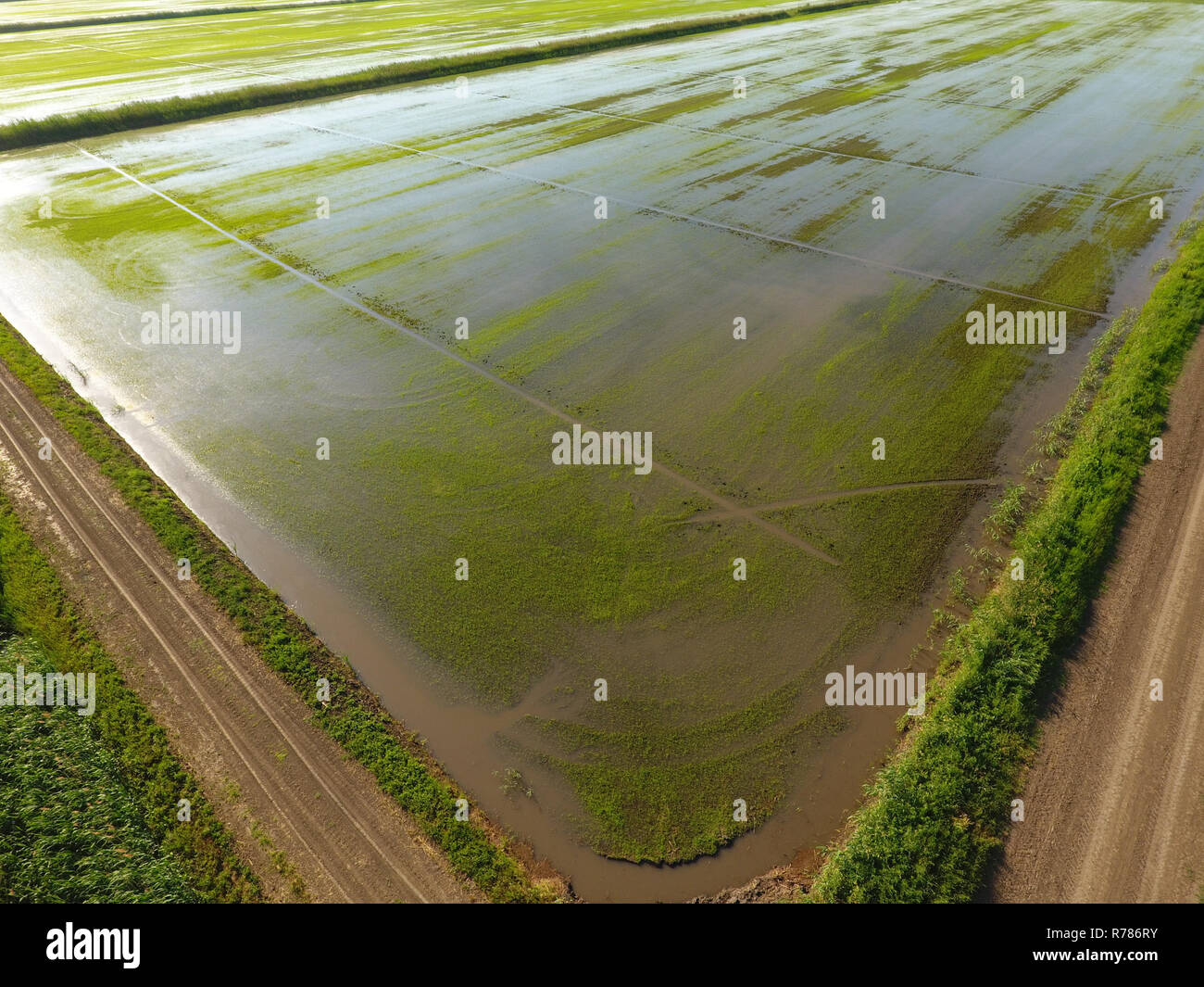 The rice fields are flooded with water. Flooded rice paddies. Agronomic ...