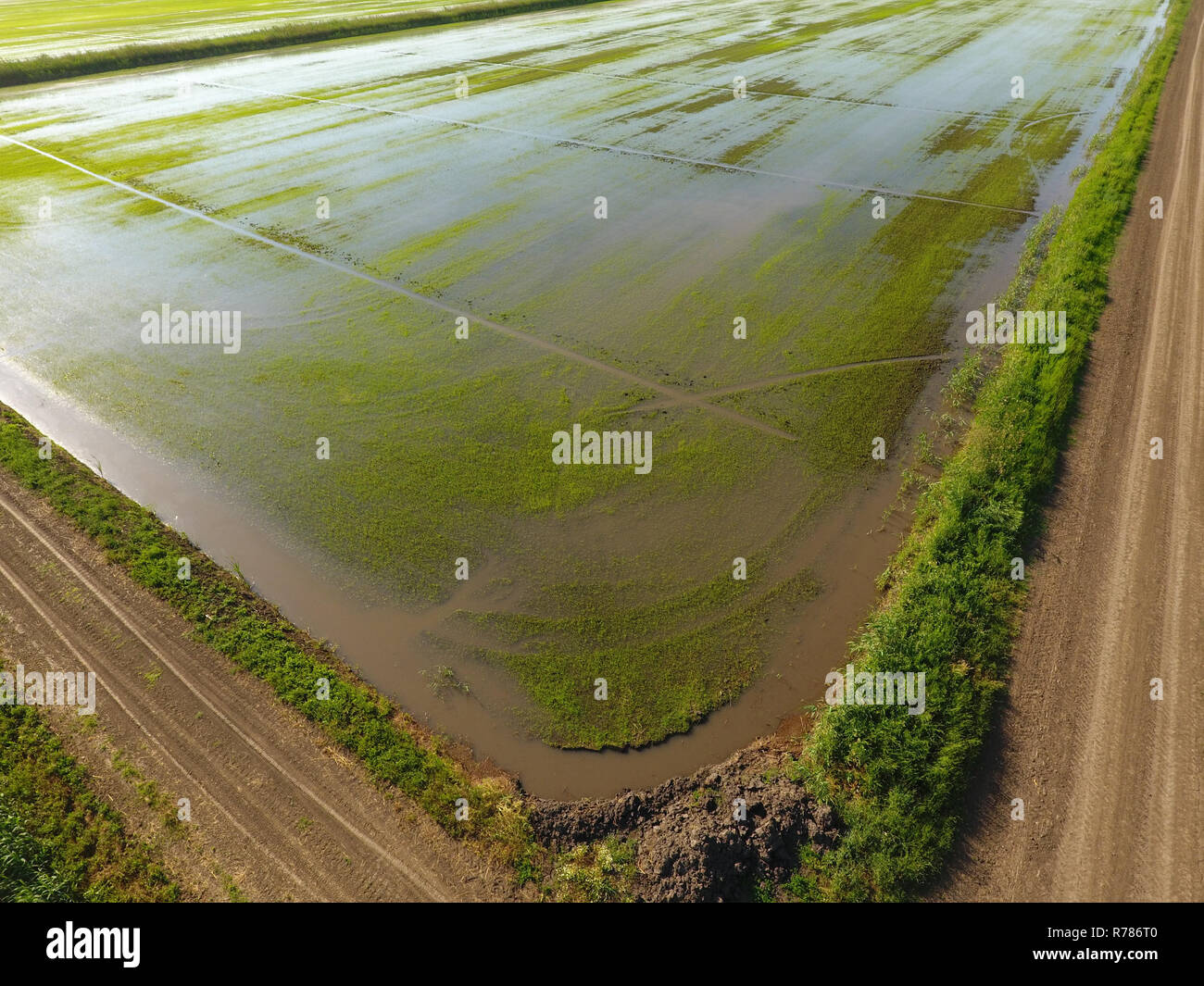 The rice fields are flooded with water. Flooded rice paddies. Agronomic ...