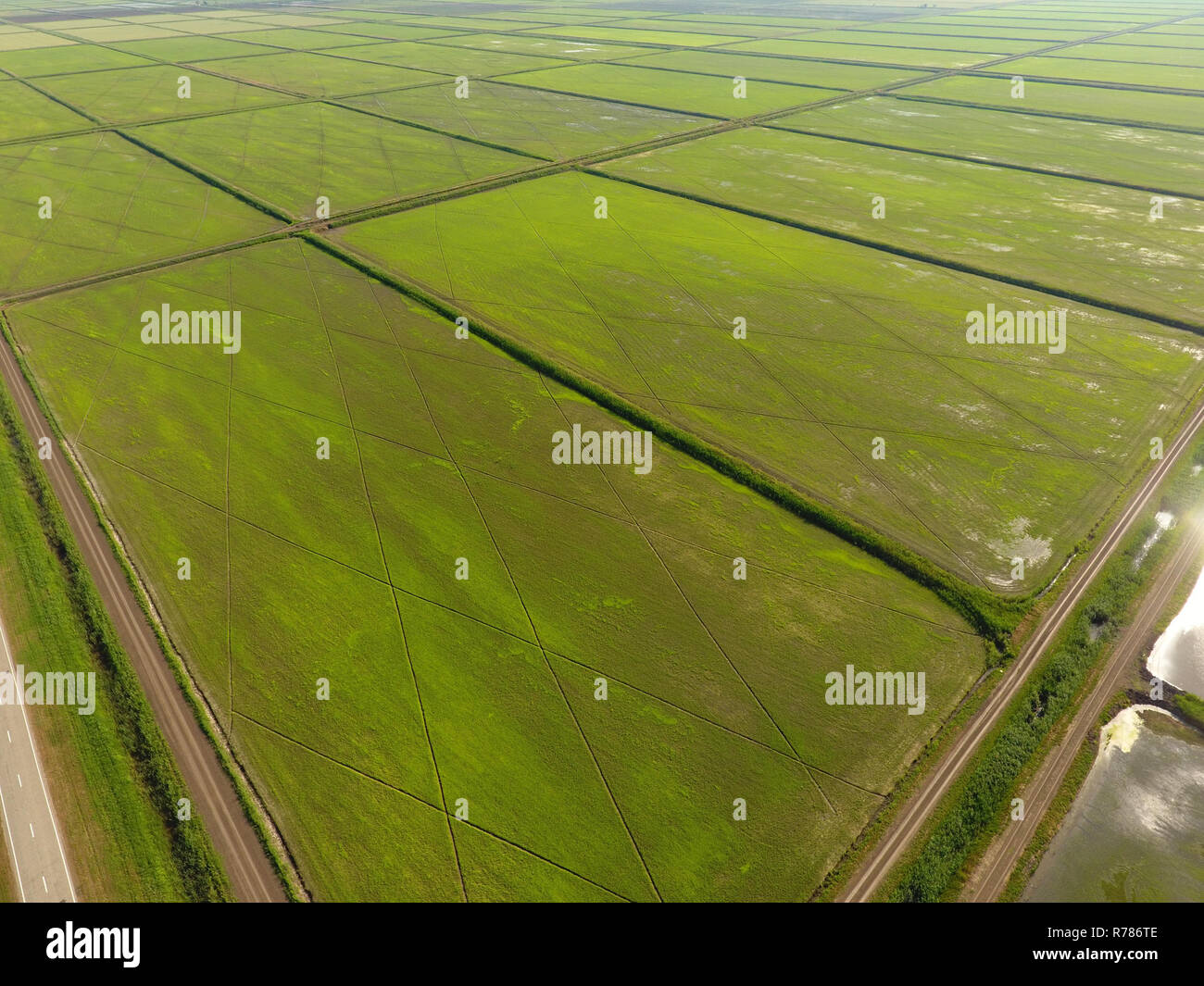 The rice fields are flooded with water. Flooded rice paddies. Agronomic ...