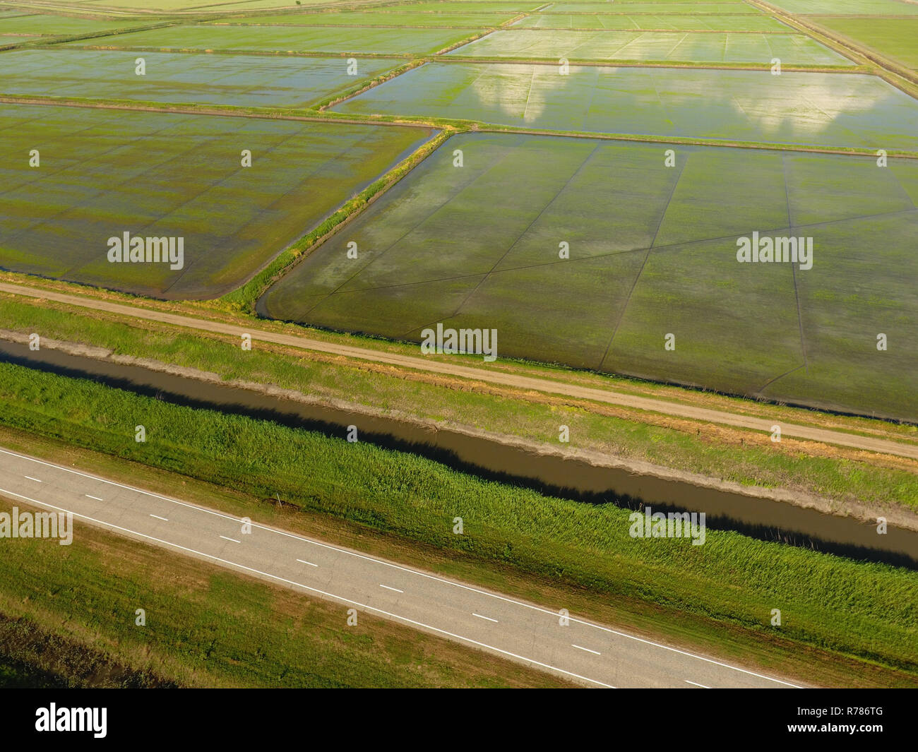 The rice fields are flooded with water. Flooded rice paddies. Agronomic ...