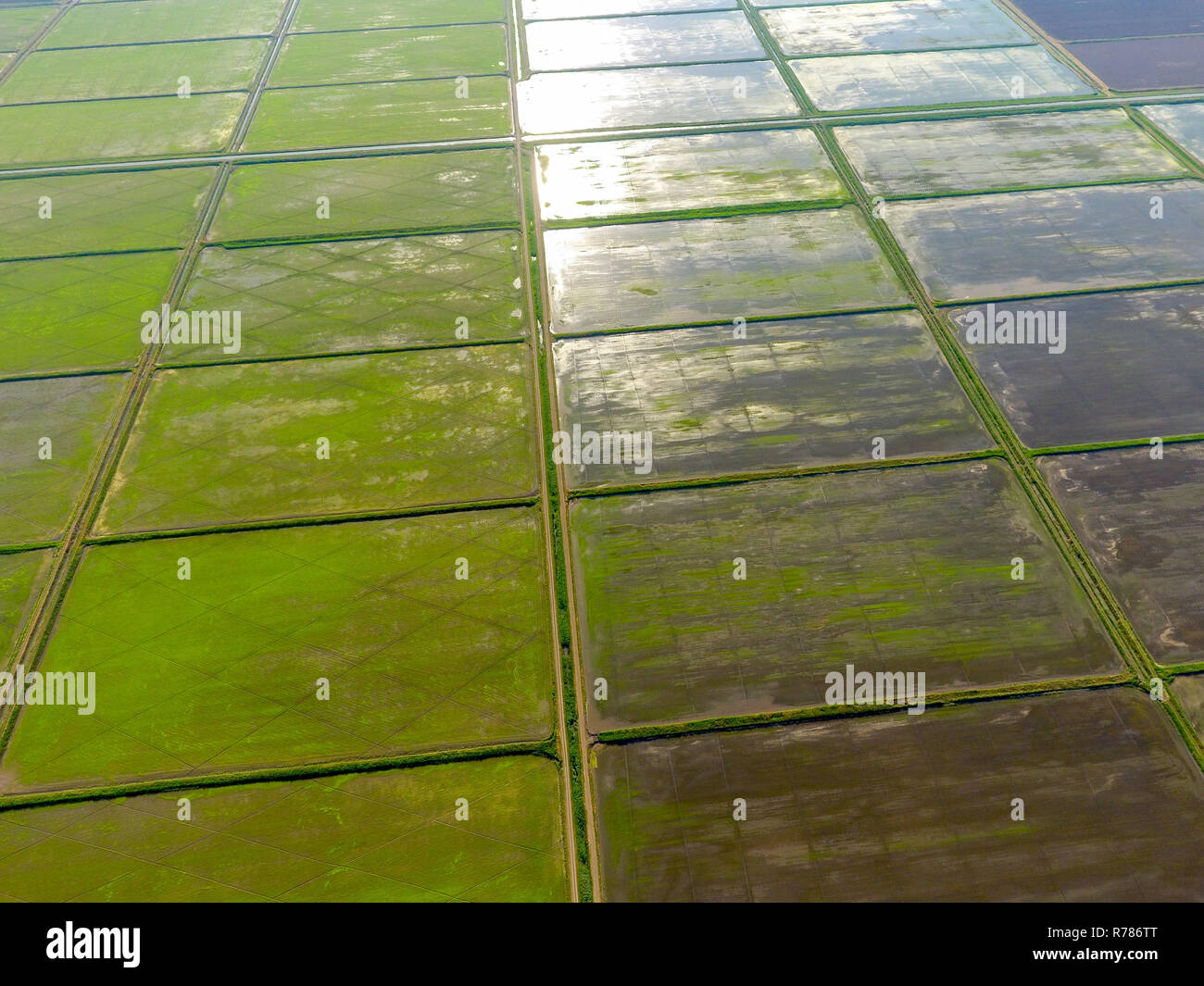The rice fields are flooded with water. Flooded rice paddies. Agronomic ...