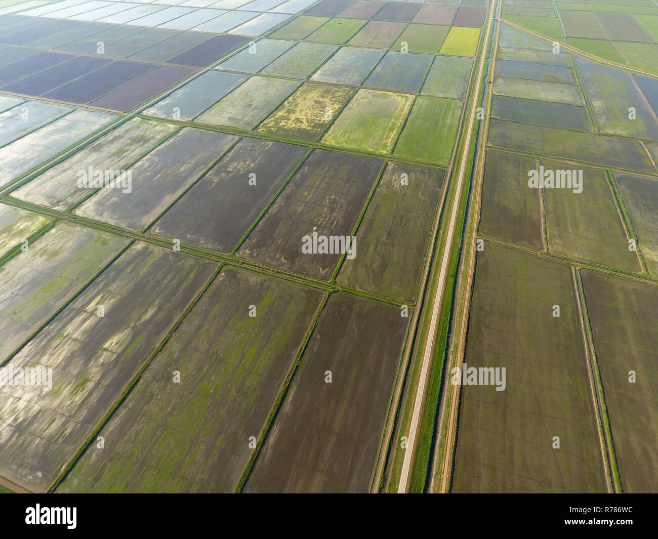 The rice fields are flooded with water. Flooded rice paddies. Agronomic ...